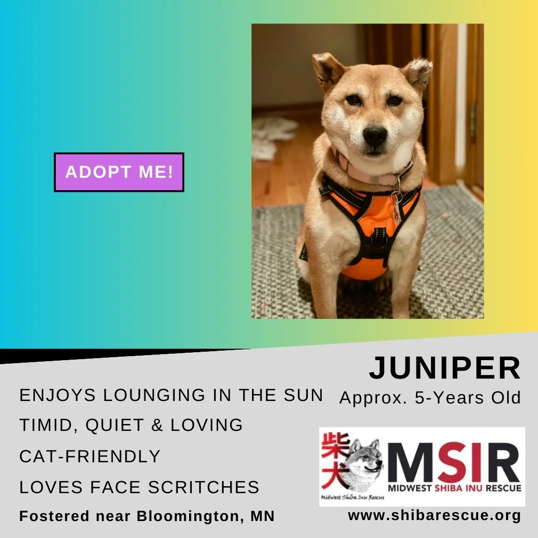 Midwest Shiba Inu Rescue