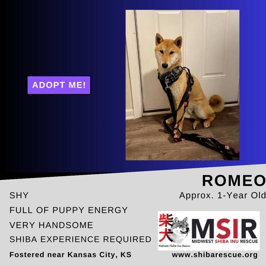 Midwest Shiba Inu Rescue
