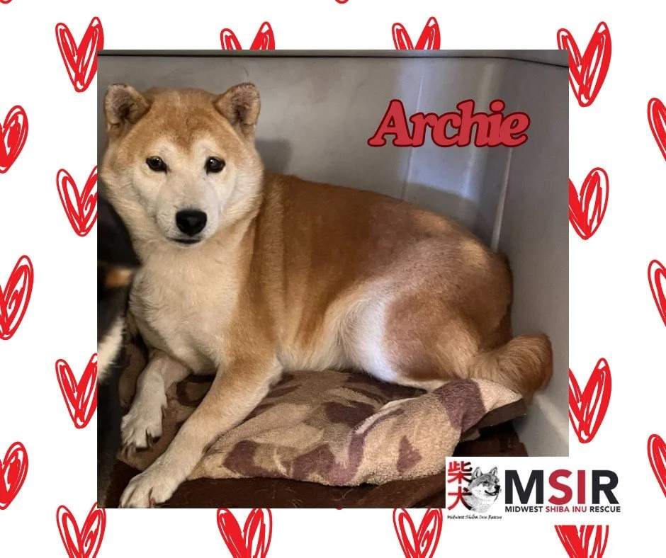 Midwest Shiba Inu Rescue
