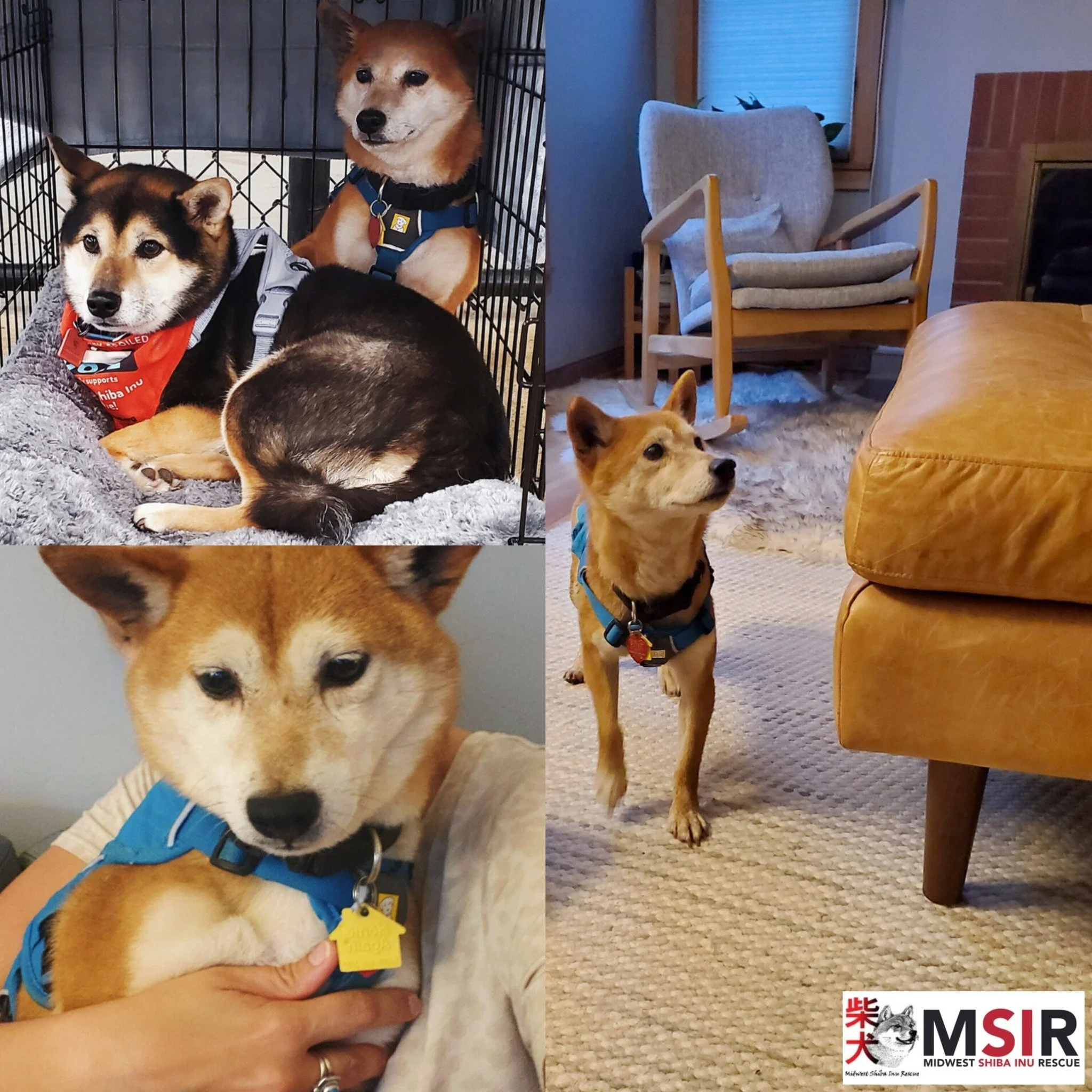 Midwest Shiba Inu Rescue