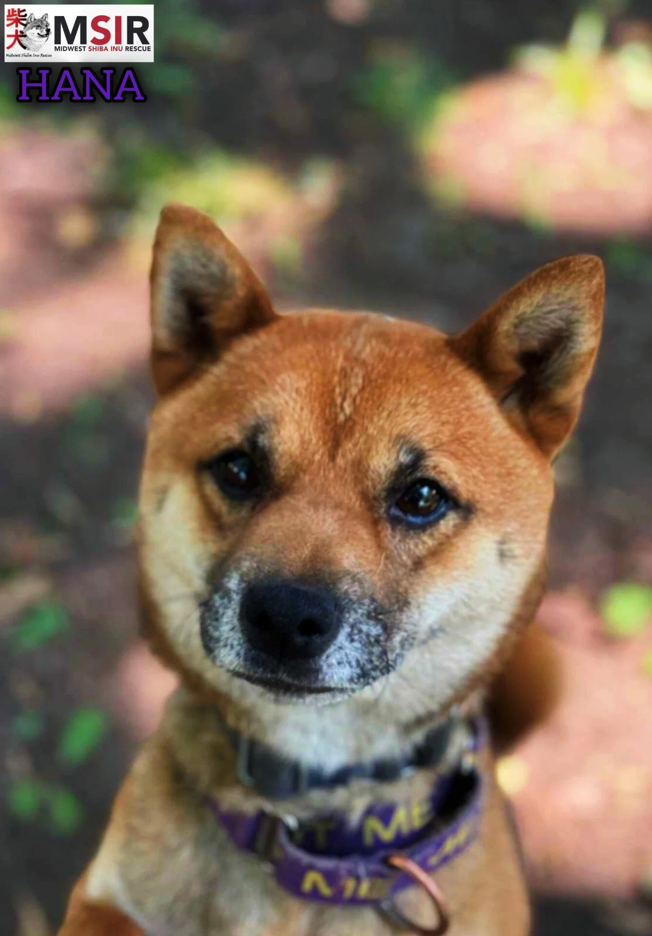 Midwest Shiba Inu Rescue