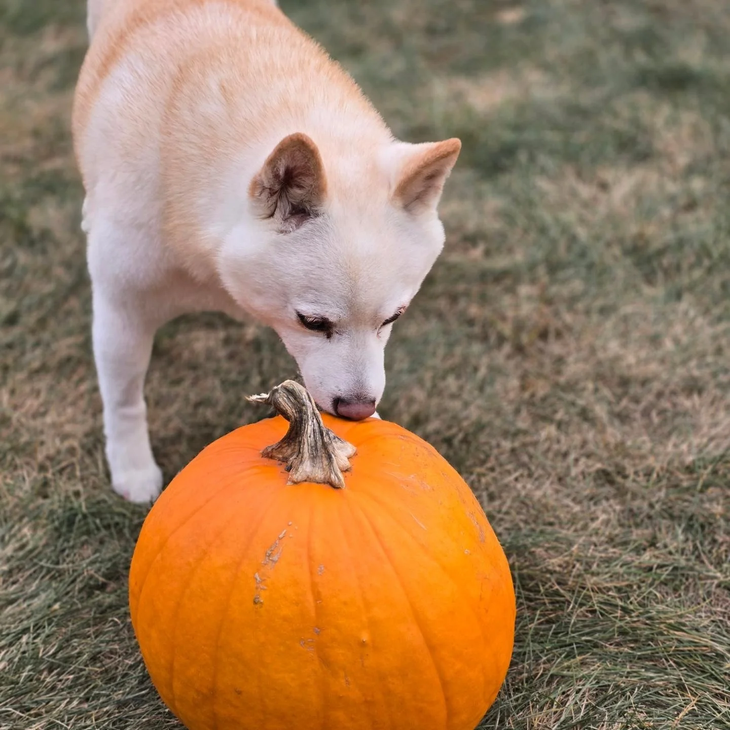 Midwest Shiba Inu Rescue