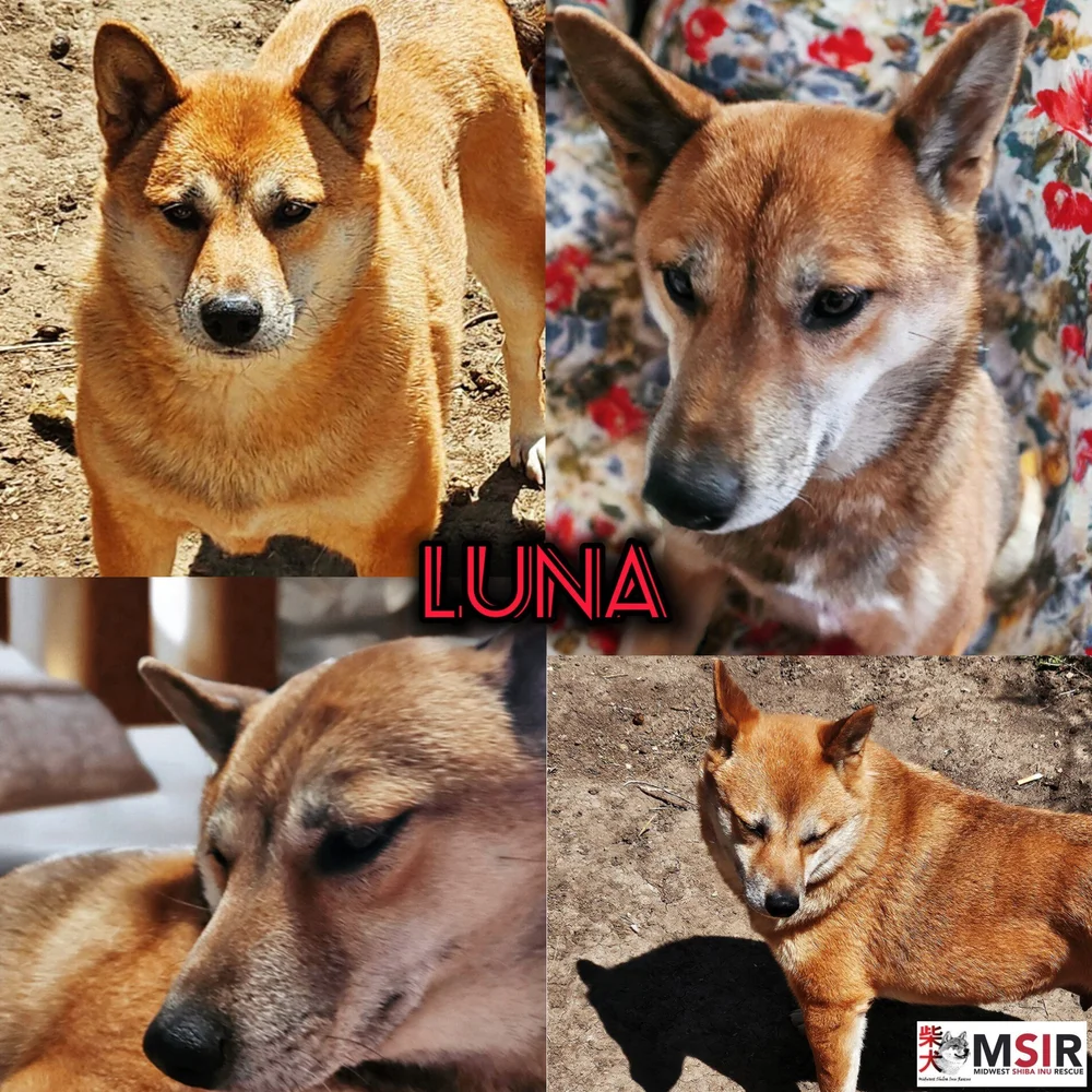 Midwest Shiba Inu Rescue