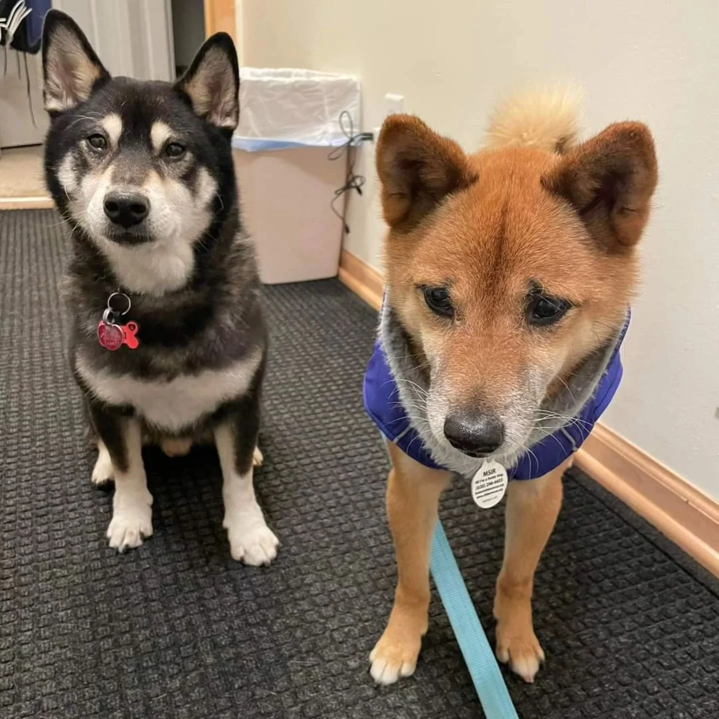 Midwest Shiba Inu Rescue