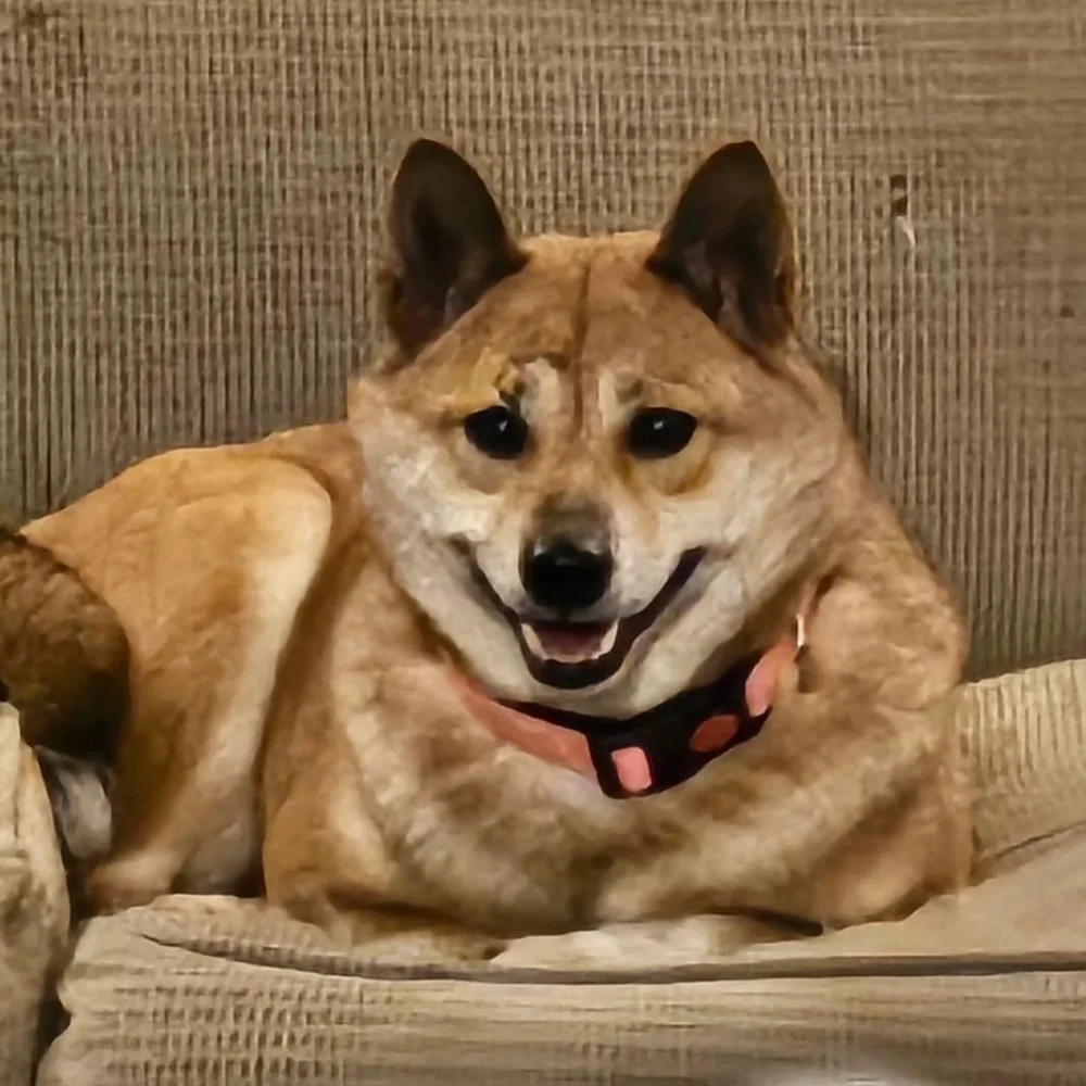 Midwest Shiba Inu Rescue