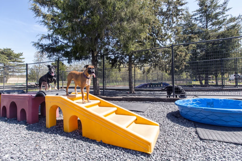Dog Playground Equipment