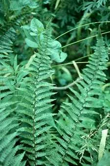 Ferns — Fancy Fronds Nursery