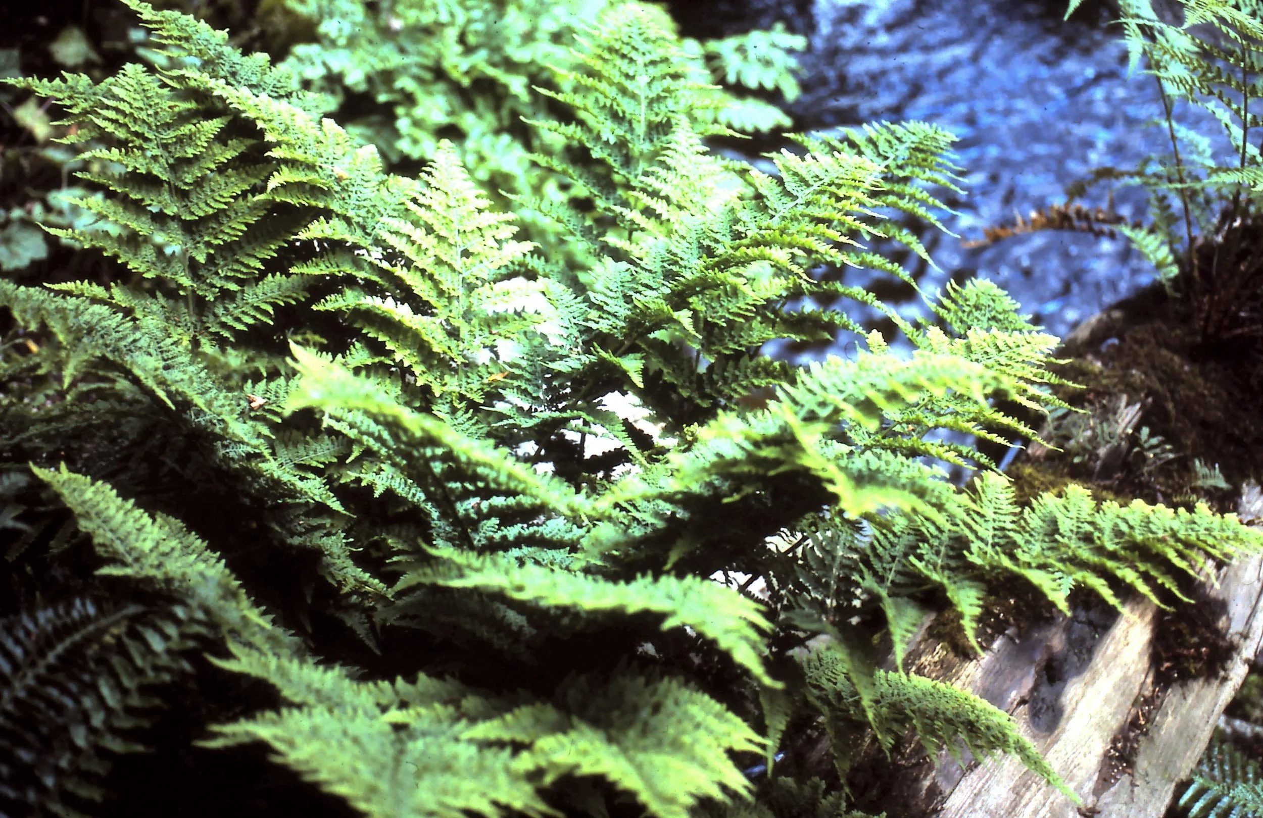 Crisped Broad Buckler Fern (Dryopteris dilatata 'Crispa Whiteside ...