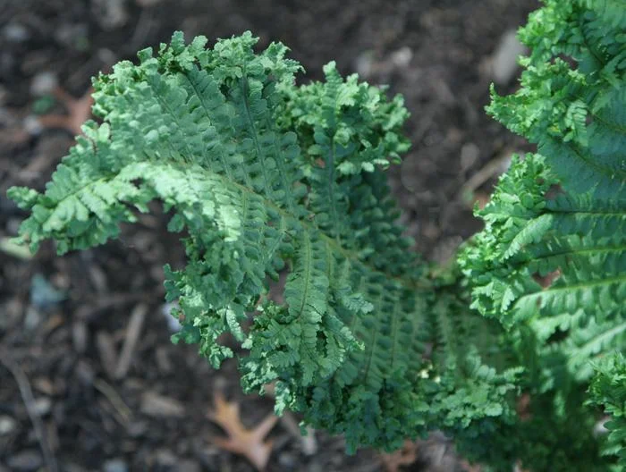 Ferns — Fancy Fronds Nursery