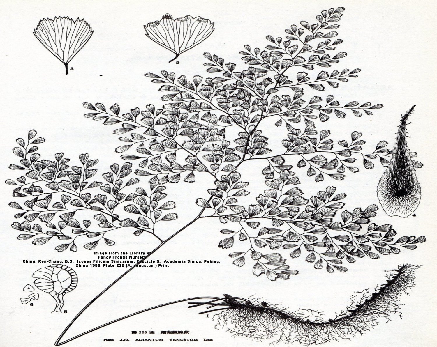 Maidenhair Fern Drawing