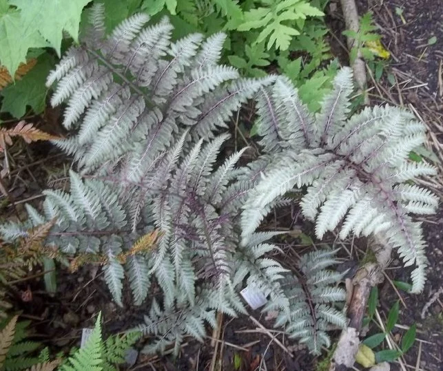 Athyrium Niponicum 'Apple Court' Perennial Resource, 59% OFF