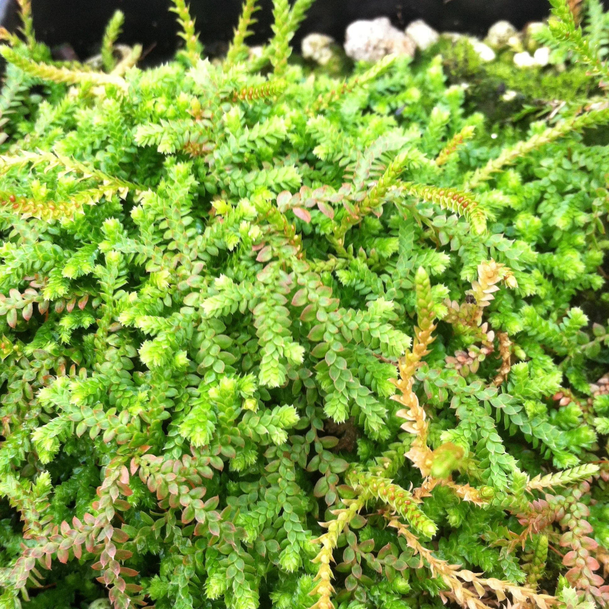 Ferns — Fancy Fronds Nursery