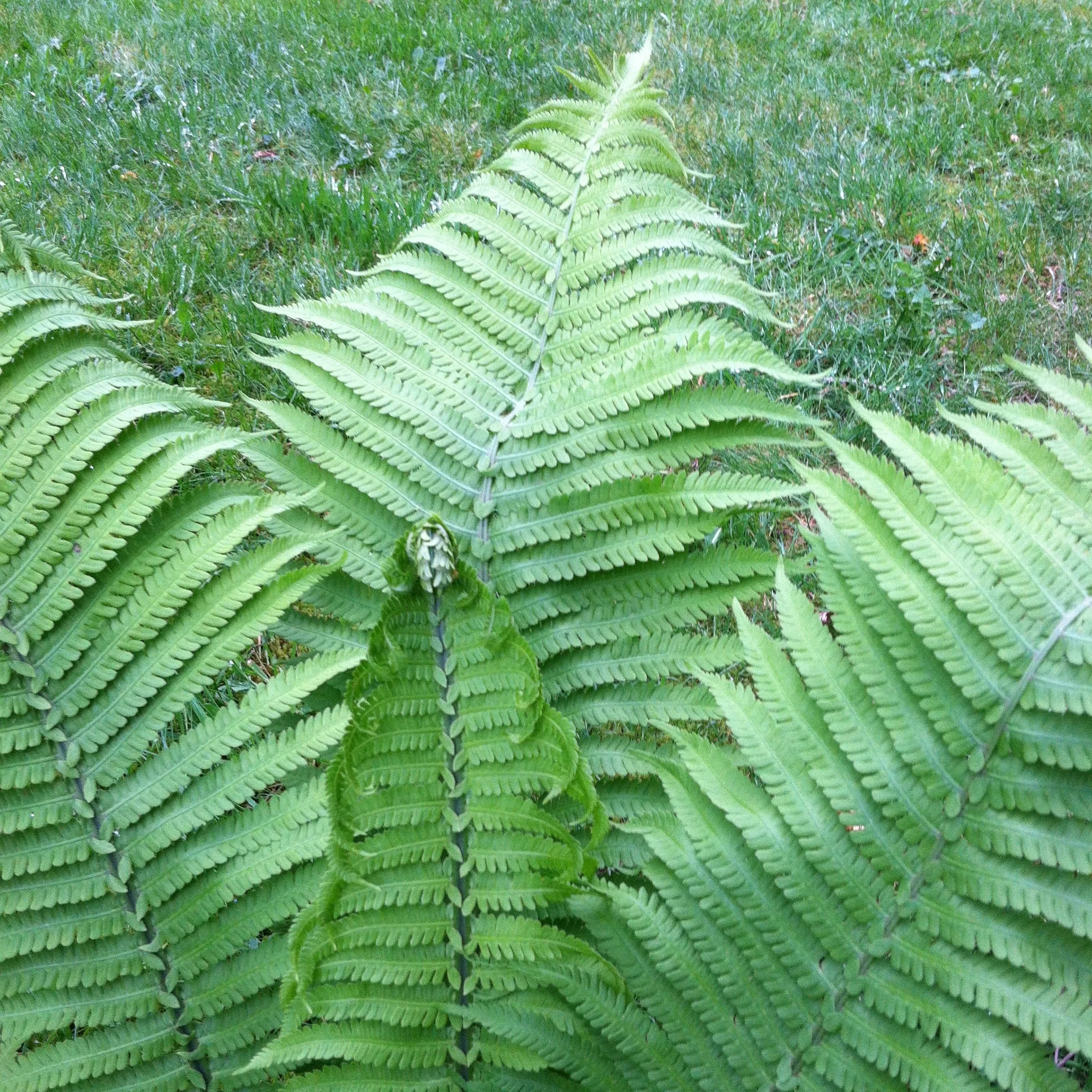Giant Ostrich Fern (Matteucia struthiopteris 'Jumbo') — Fancy Fronds ...