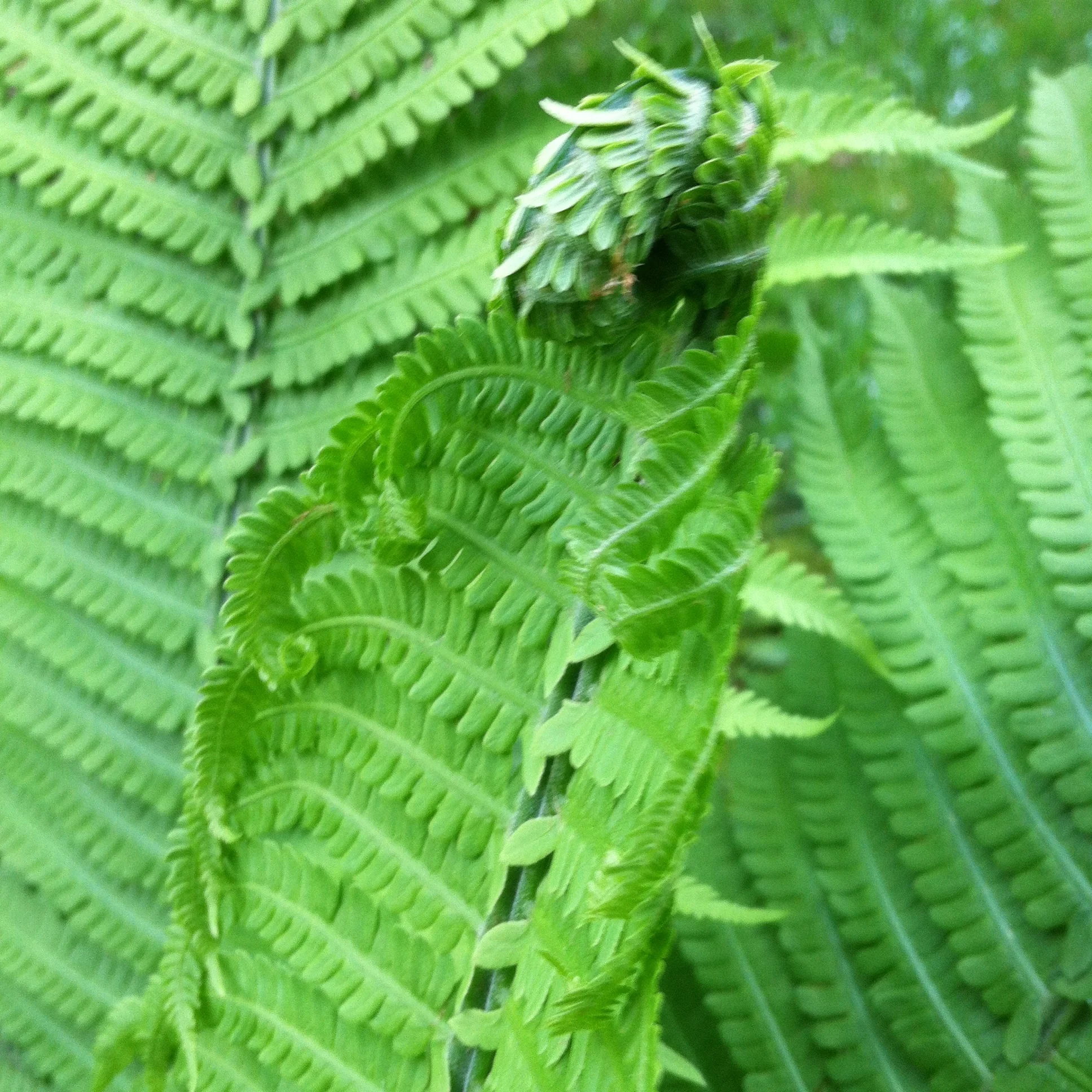 Giant Ostrich Fern (Matteucia struthiopteris 'Jumbo') — Fancy Fronds ...