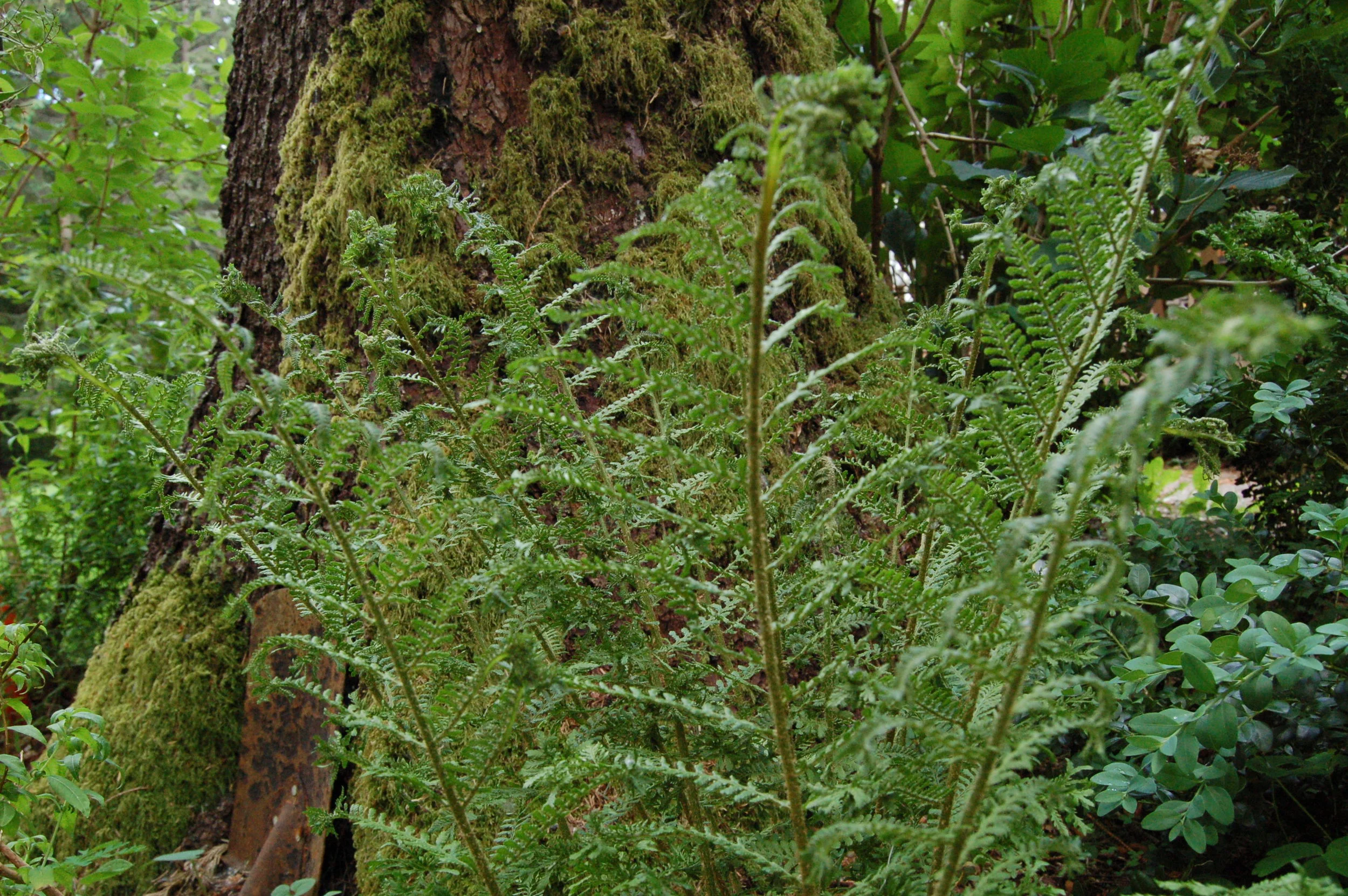 Slender Crested Male Fern (Dryopteris filix-mas 'Linearis Polydactyla ...