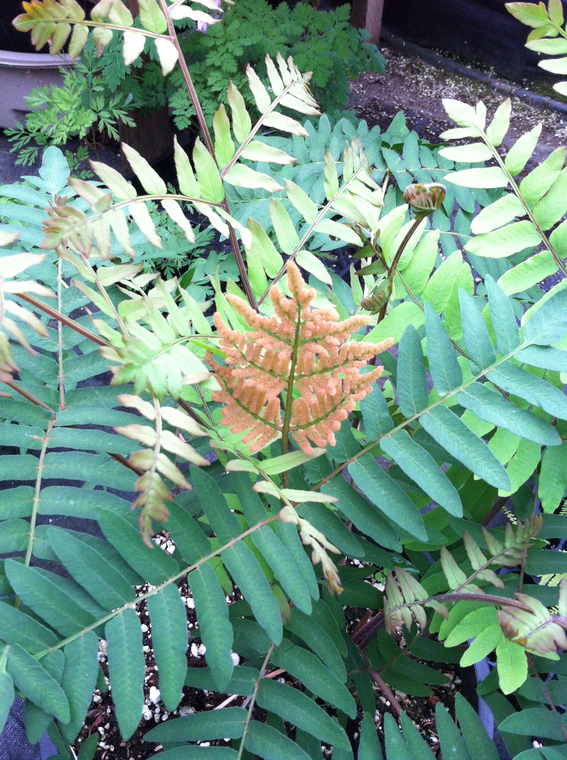 Purple-Stemmed Royal Fern (Osmunda regalis variety regalis ...
