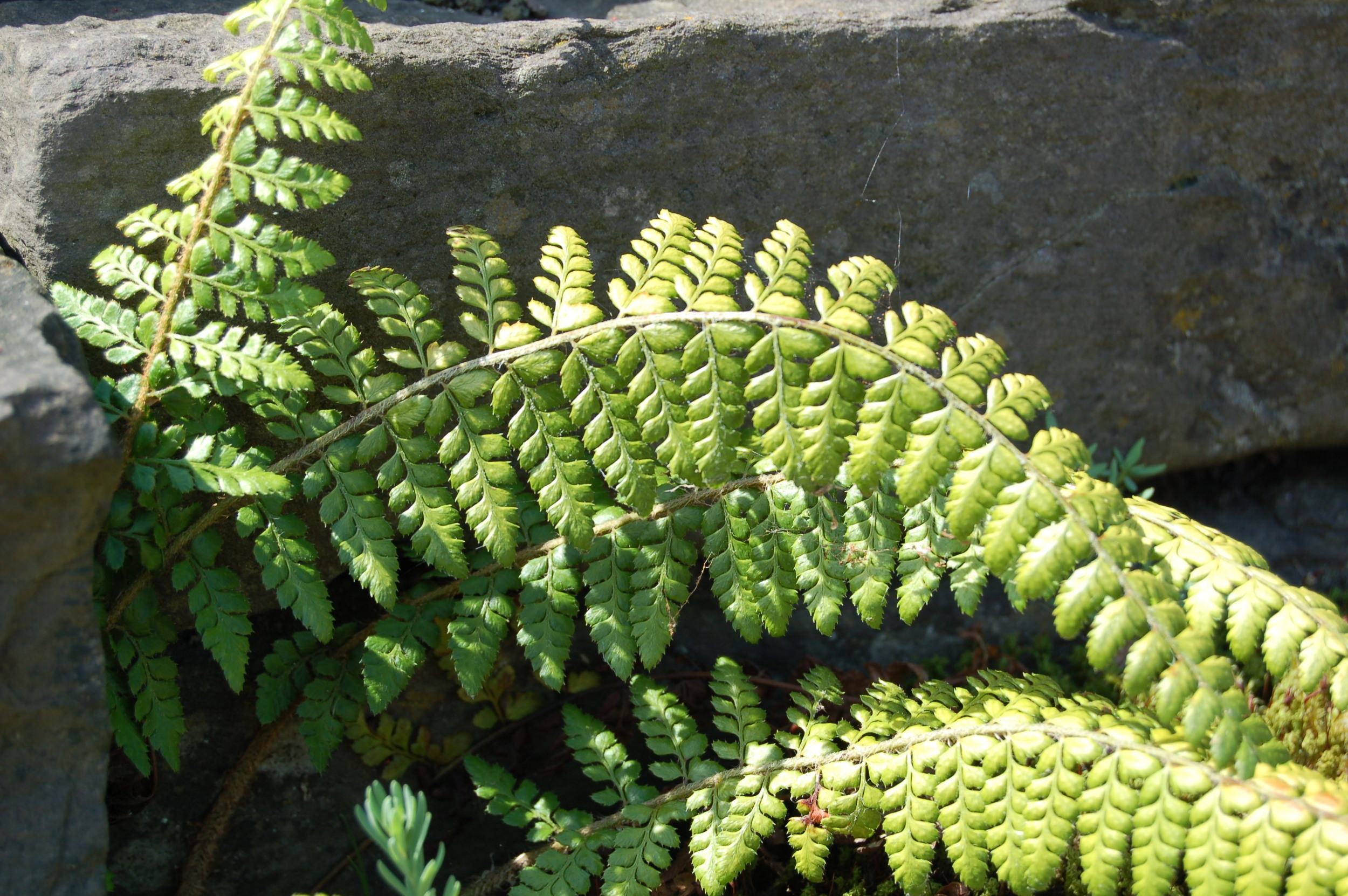 Ferns — Fancy Fronds Nursery