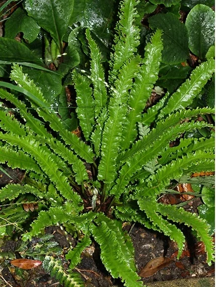 Ferns — Fancy Fronds Nursery