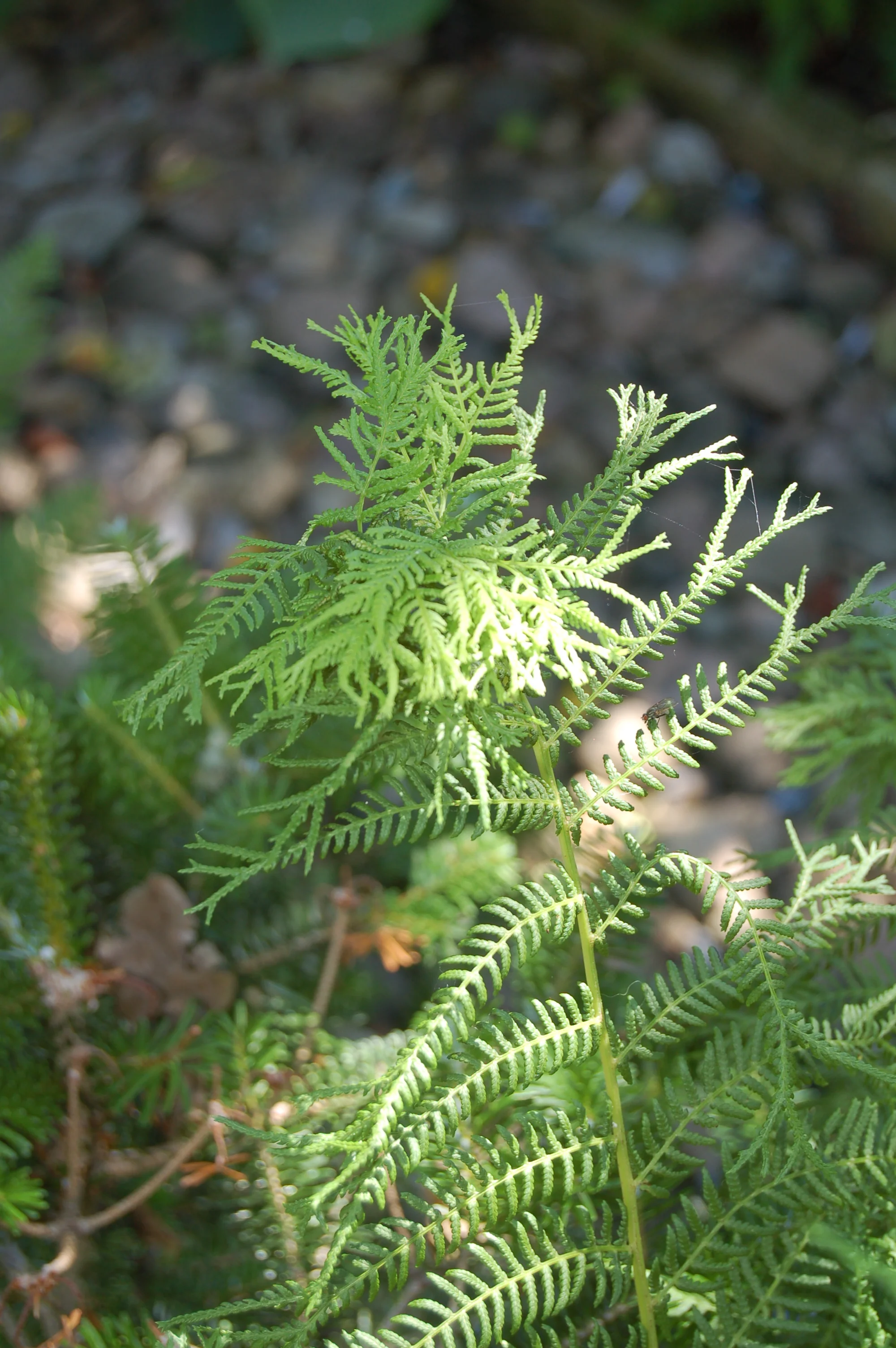 Slender Crested Male Fern (Dryopteris filix-mas 'Linearis Polydactyla ...