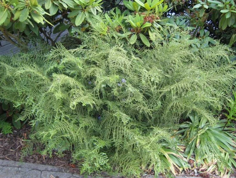 Ferns — Fancy Fronds Nursery