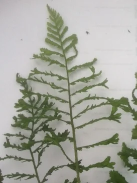 Slender Crested Male Fern (Dryopteris filix-mas 'Linearis Polydactyla ...