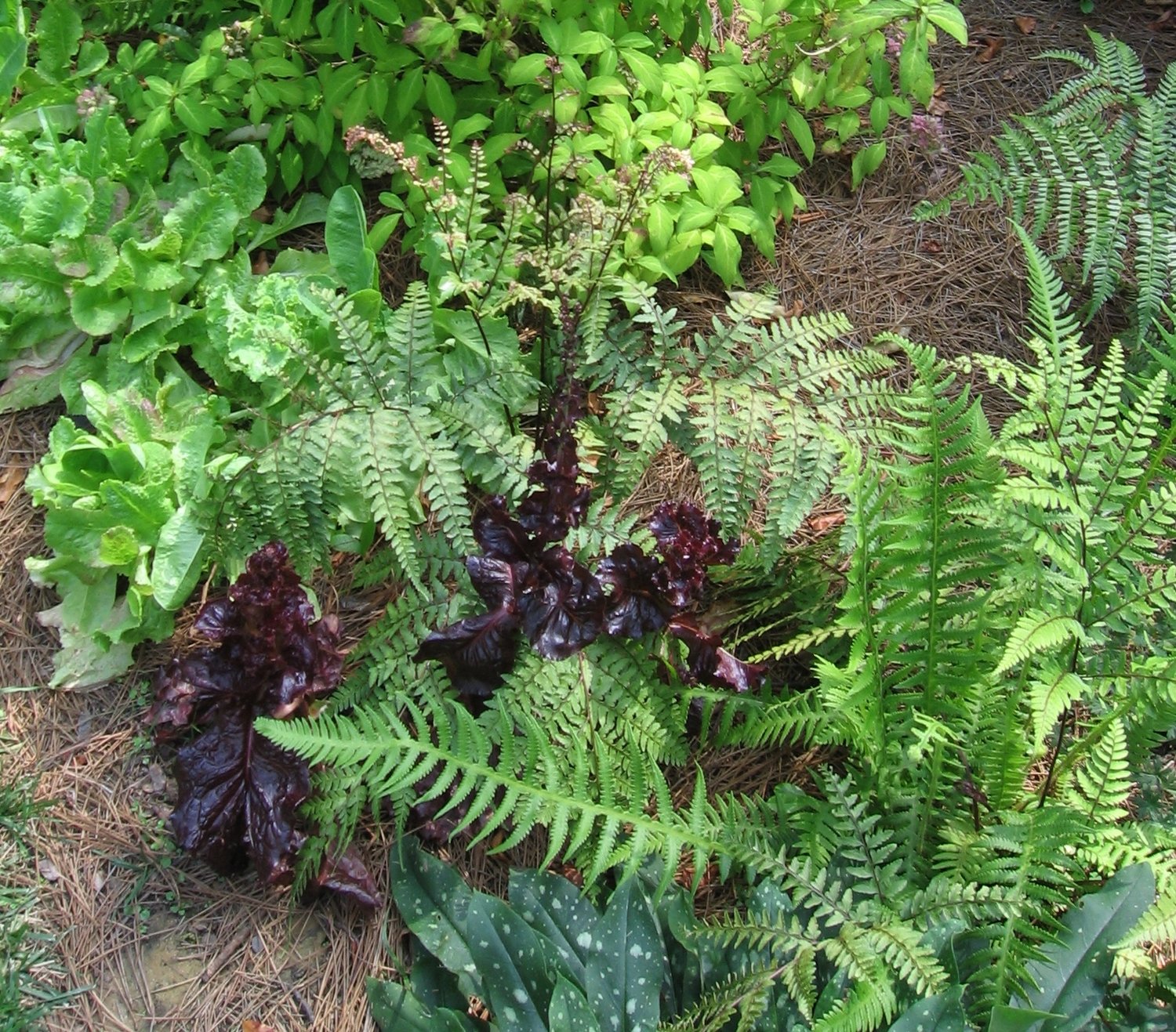 Lady Fern