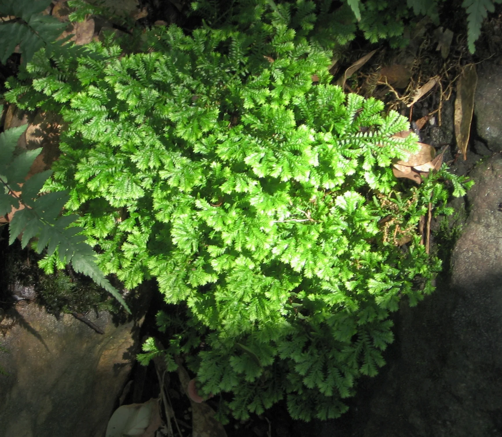 Ferns — Fancy Fronds Nursery