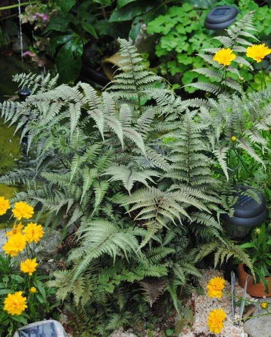 Ghost Painted Fern (Athyrium 'Ghost' [A. niponicum 'Pictum' x A. filix ...