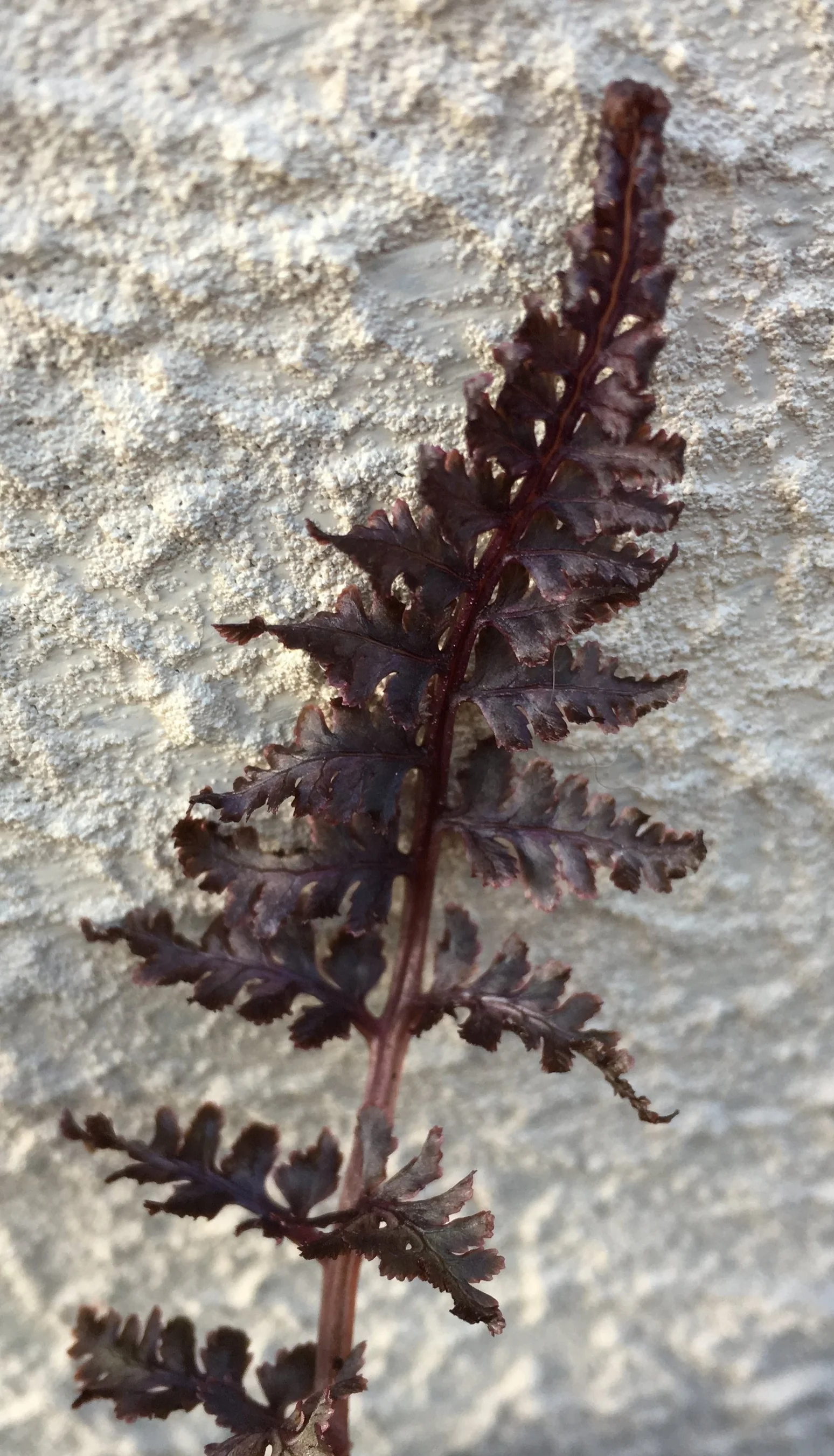 Ferns — Fancy Fronds Nursery