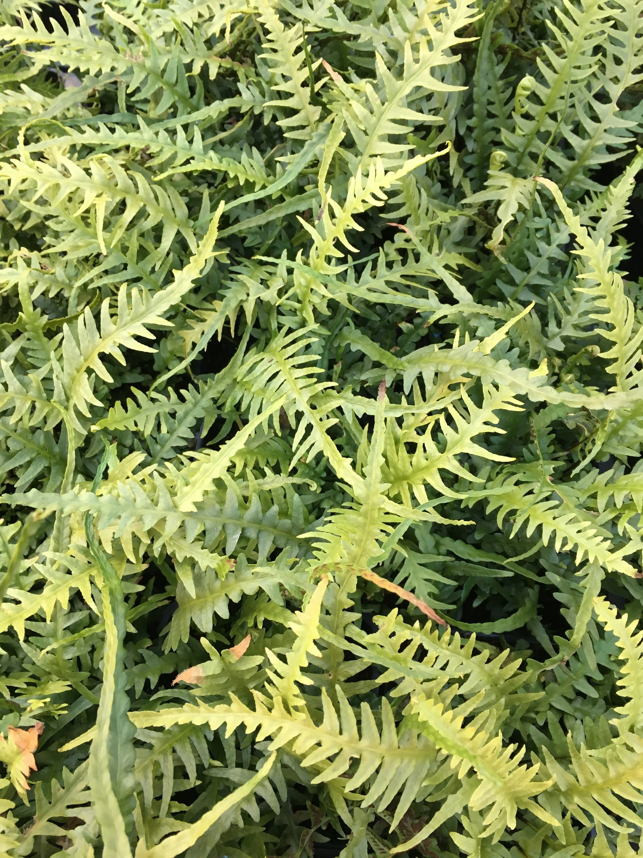 Dragontail Fern (Asplenium x tutwilerae [Asplenium x ebenoides ...