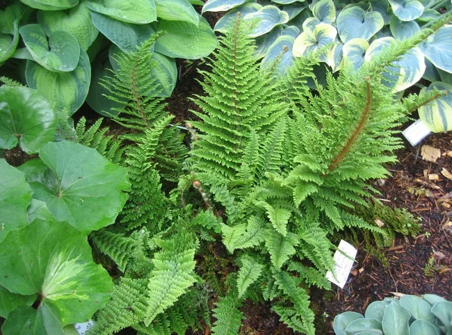 Plumose Soft Shield Fern (Polystichum setiferum 'Plumoso Multilobum ...