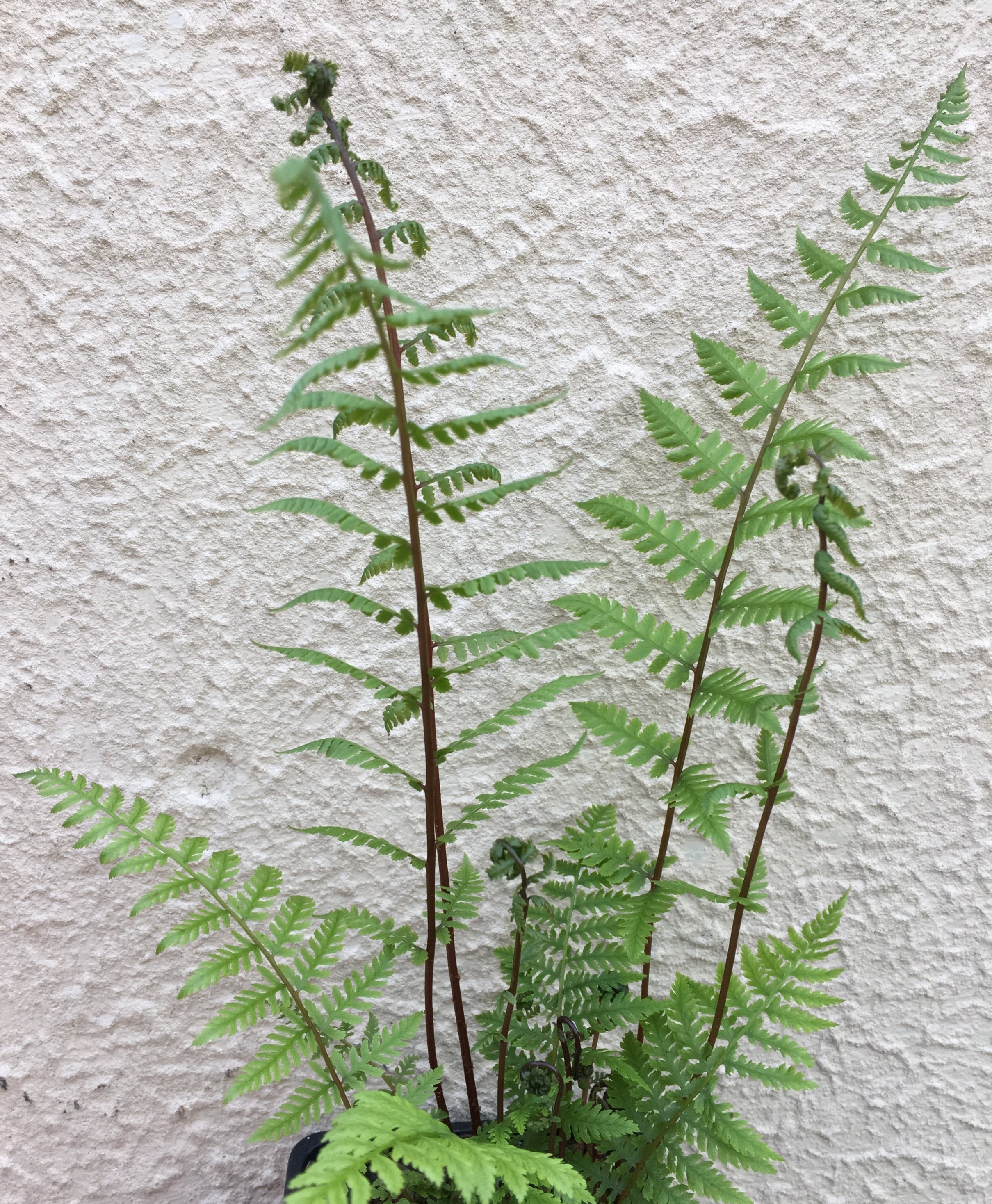 Ferns — Fancy Fronds Nursery
