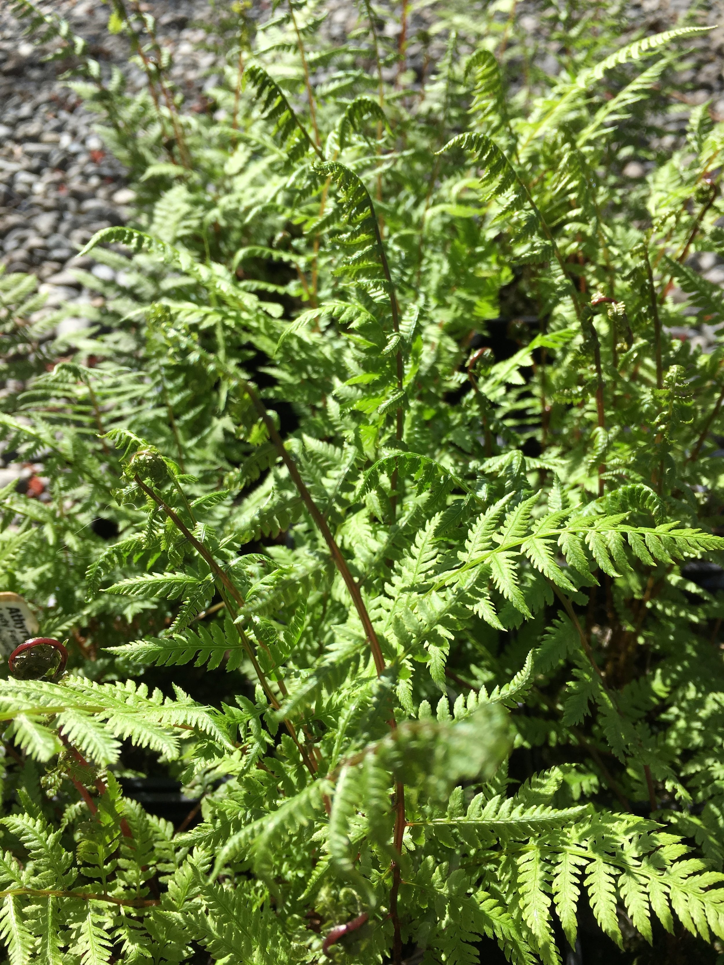 Lady in Red Lady Fern (Athyrium filix-femina var. angustum) — Fancy ...