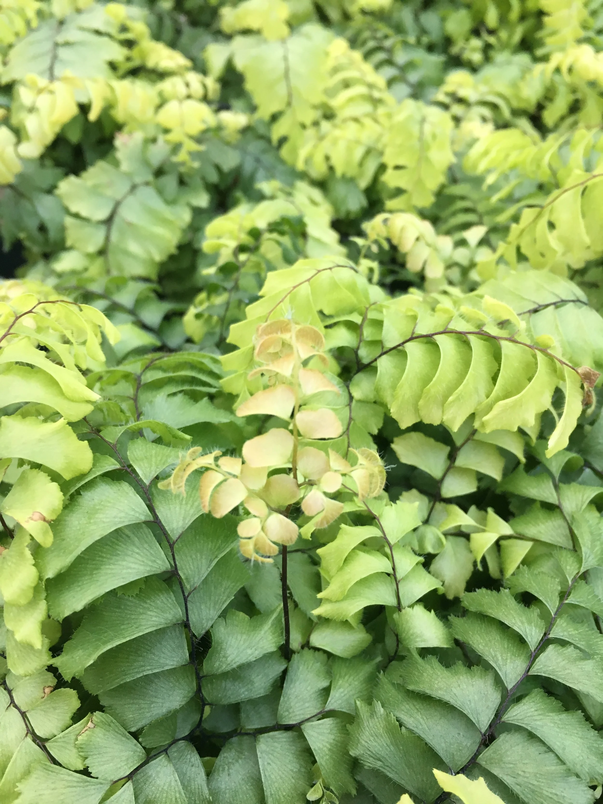 Ferns — Fancy Fronds Nursery
