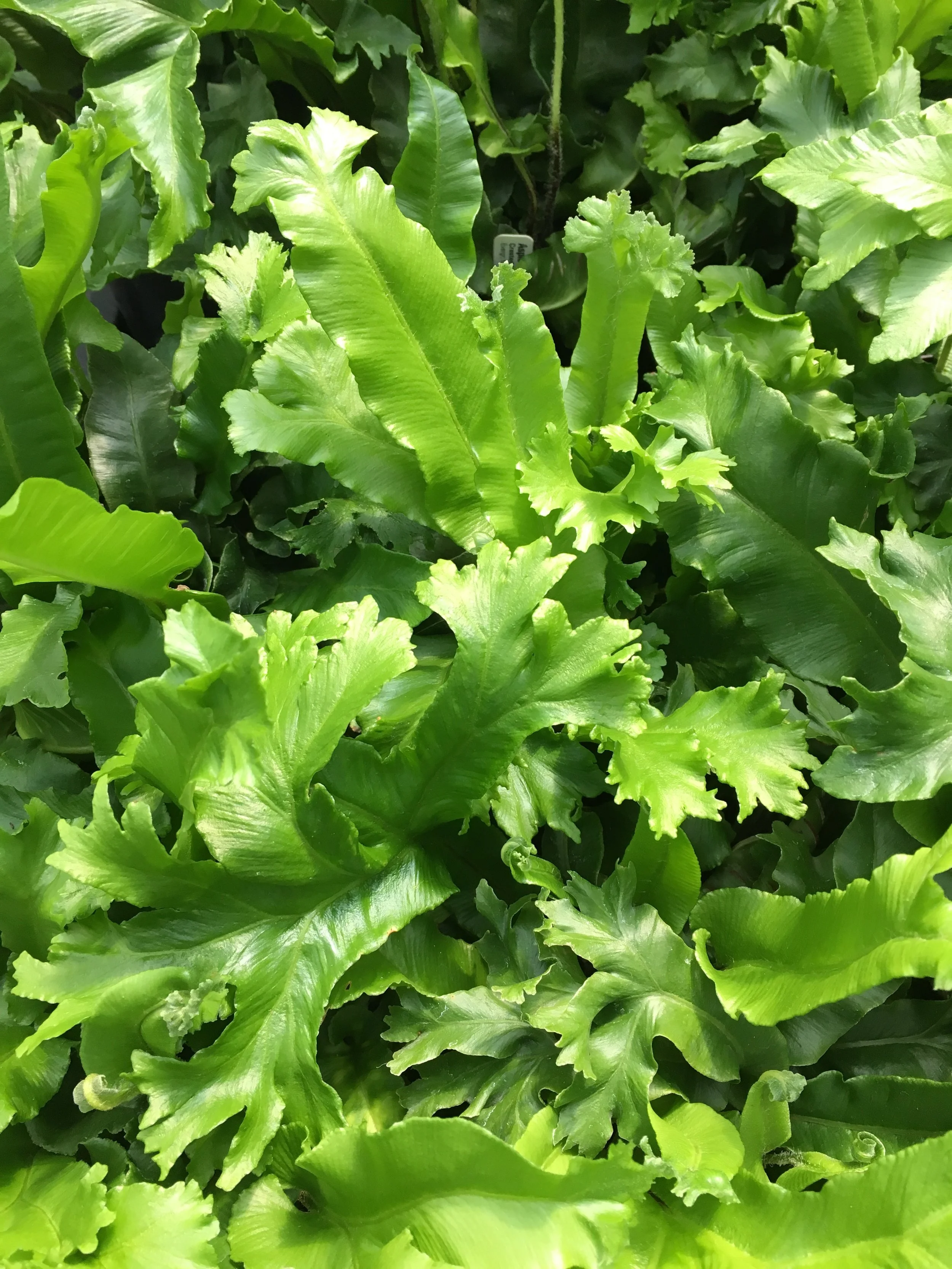 Crested Hart's Tongue Fern (Asplenium scolopendrium 'Cristatum ...