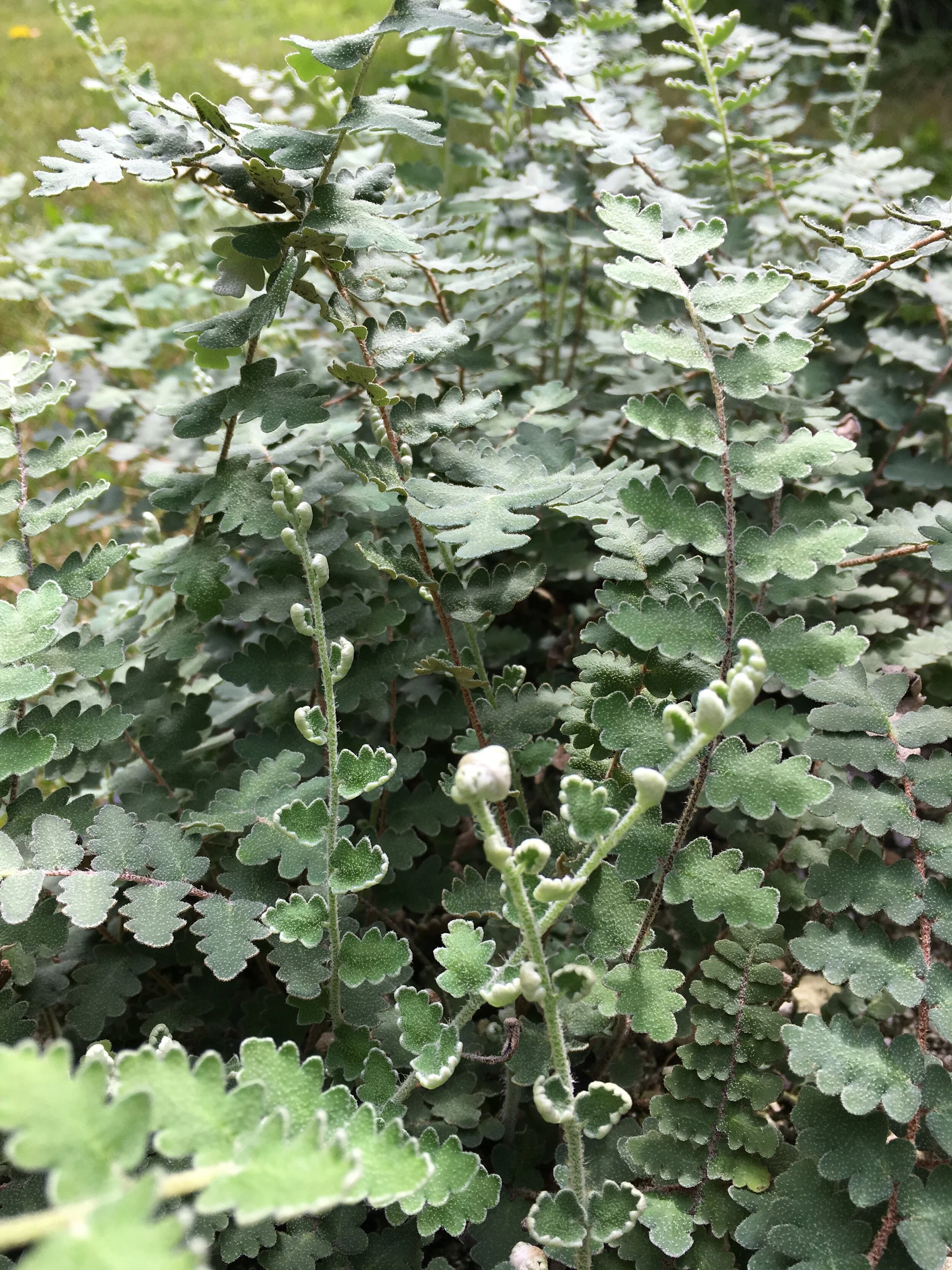 Ferns — Fancy Fronds Nursery