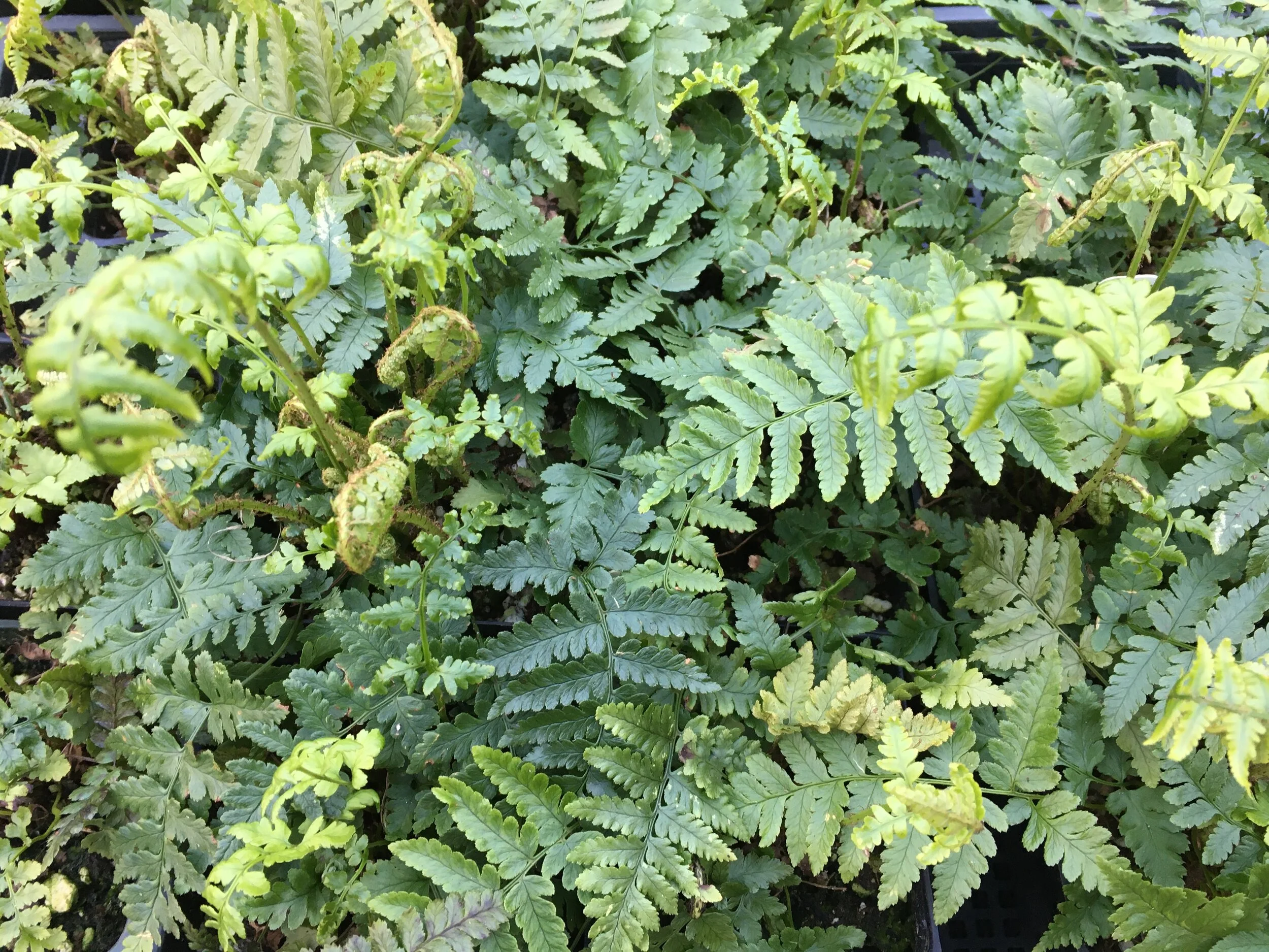 Dwarf Crisped Golden-scaled Male Fern (Dryopteris affinis 'Crispa ...