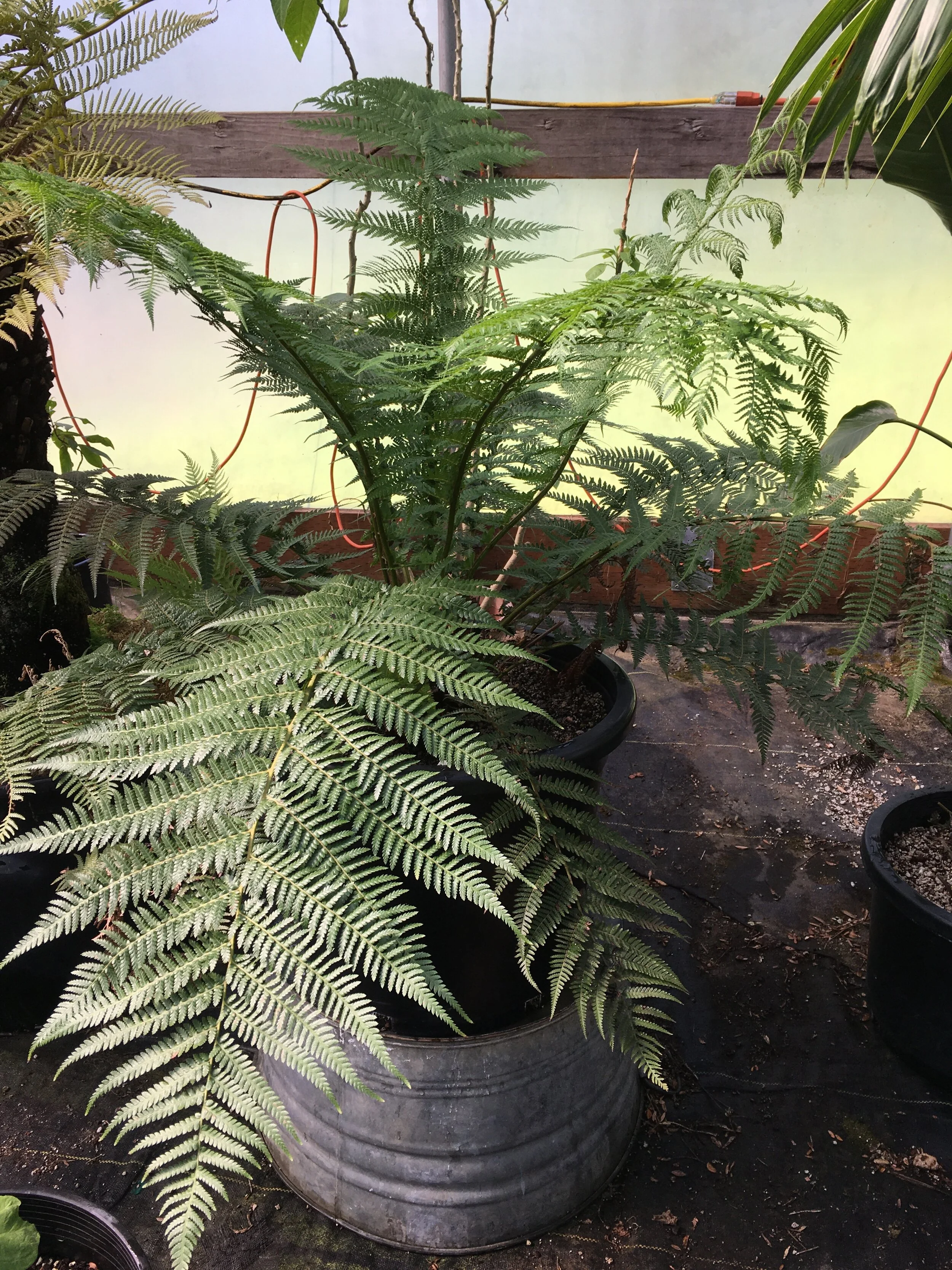 Dicksonia antarctica (Tasmanian Tree Fern) — Fancy Fronds Nursery