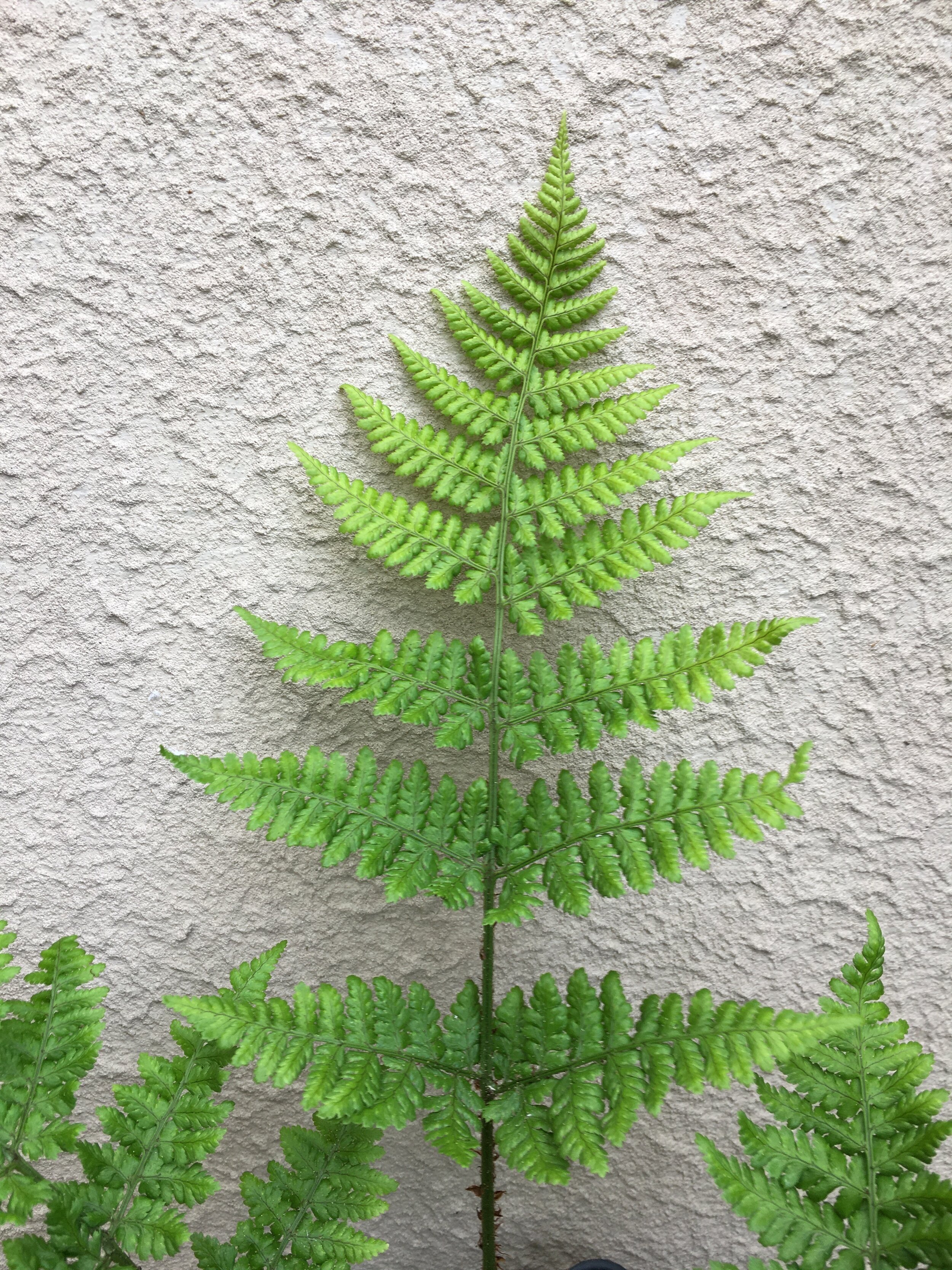 Ferns — Fancy Fronds Nursery