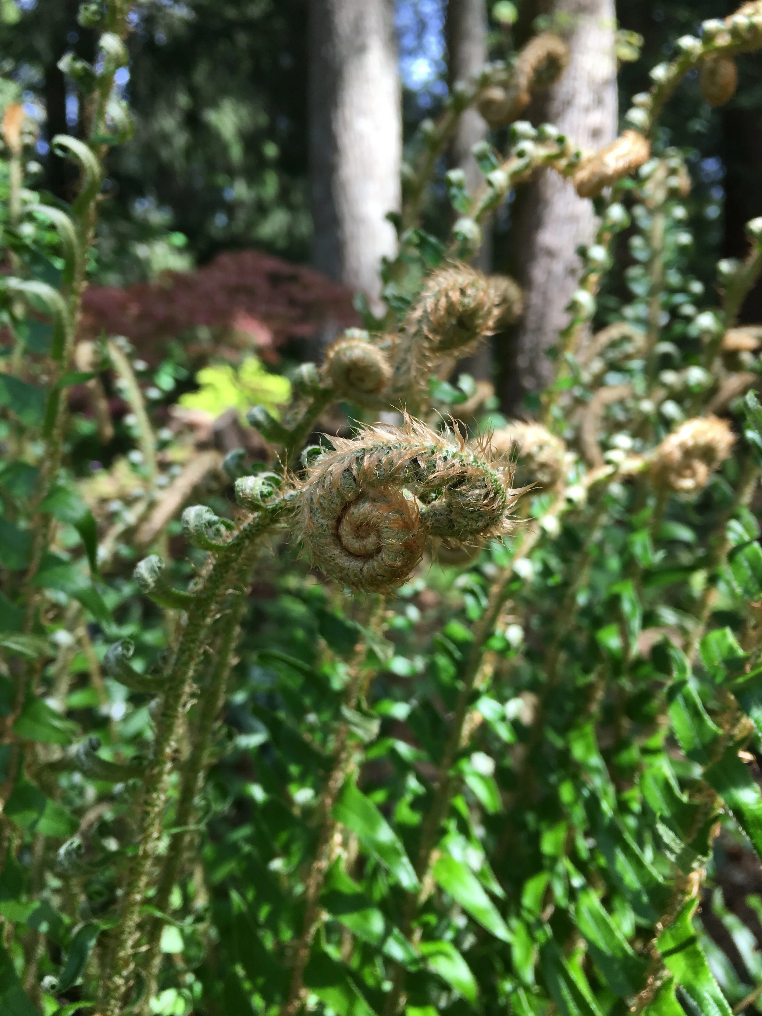 Western Sword Fern (Polystichum munitum) — Fancy Fronds Nursery