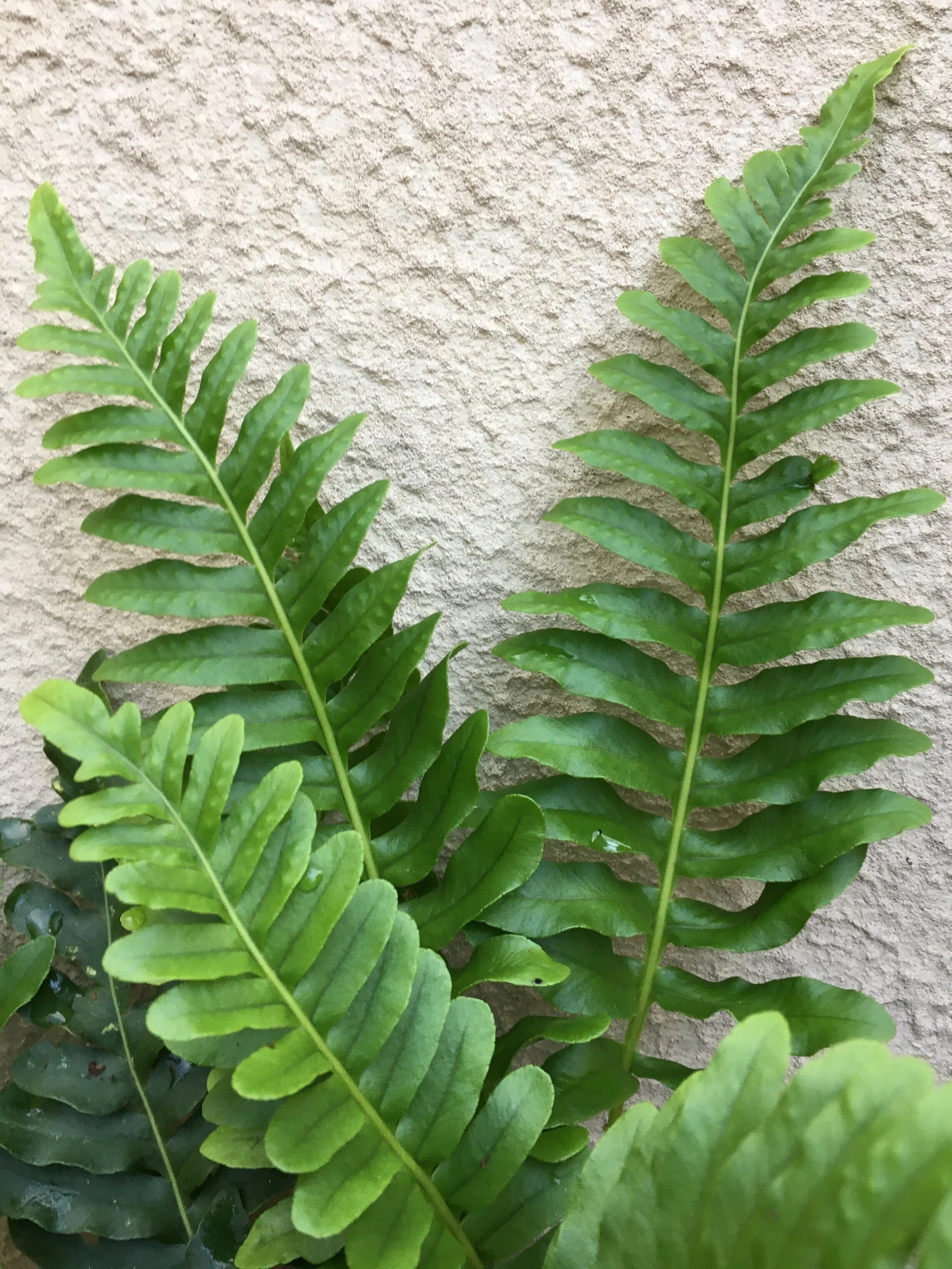Ferns — Fancy Fronds Nursery