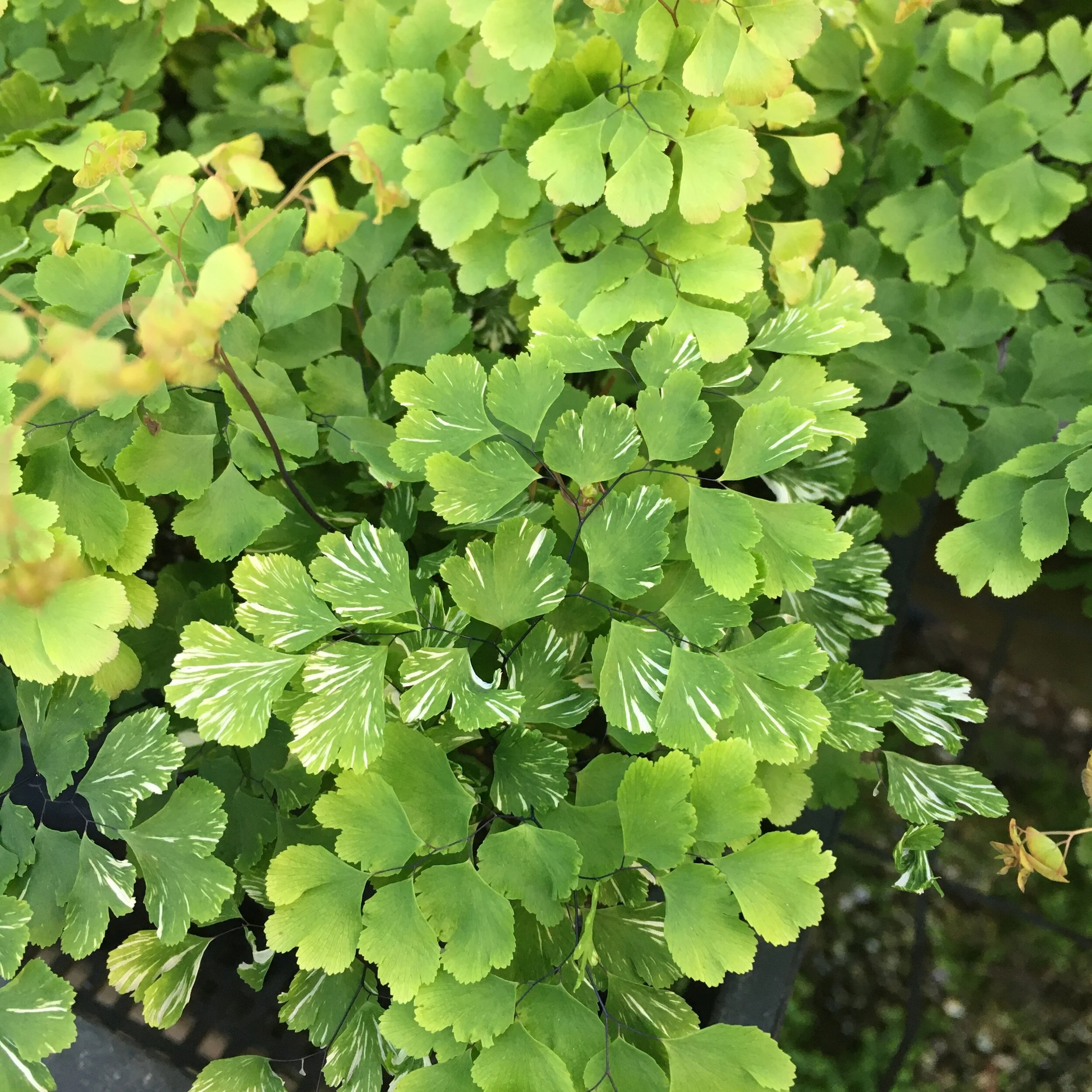 Ferns — Fancy Fronds Nursery