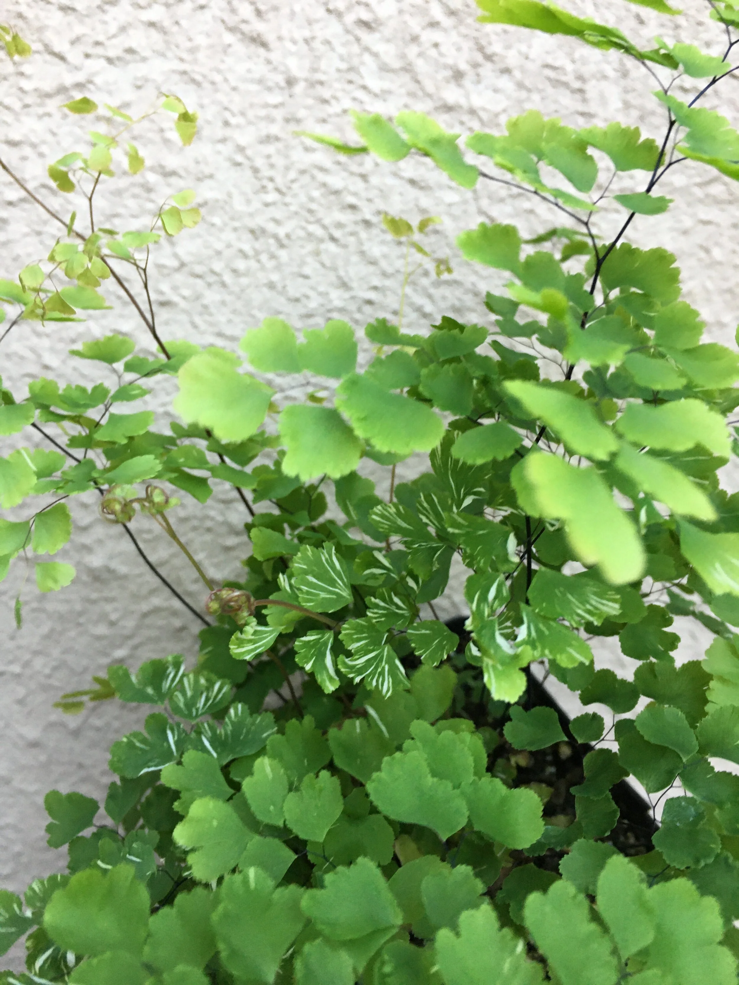 'Snowflake' Variegated Maidenhair Fern (Adiantum raddianum variegatum ...