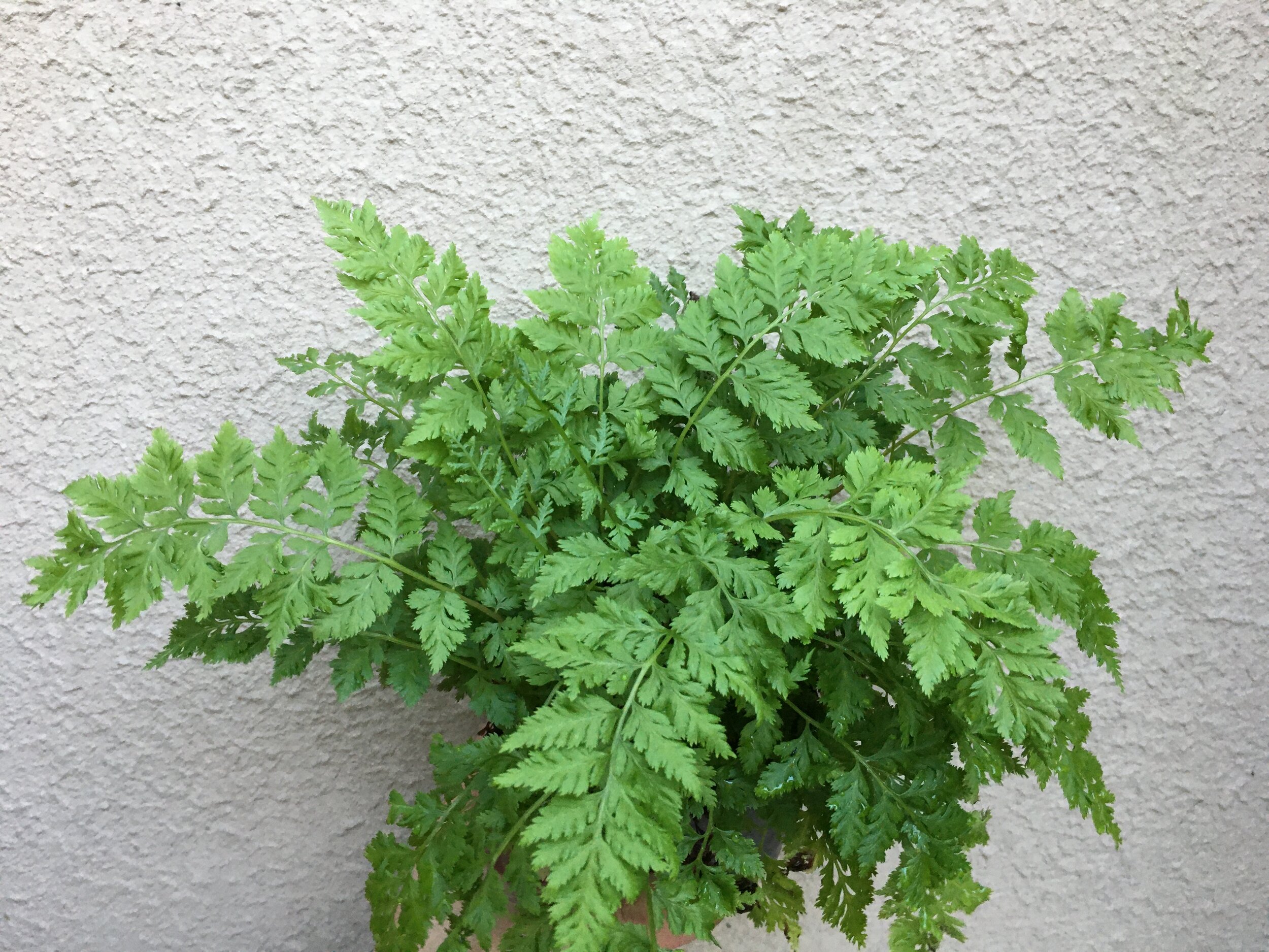 Ferns — Fancy Fronds Nursery