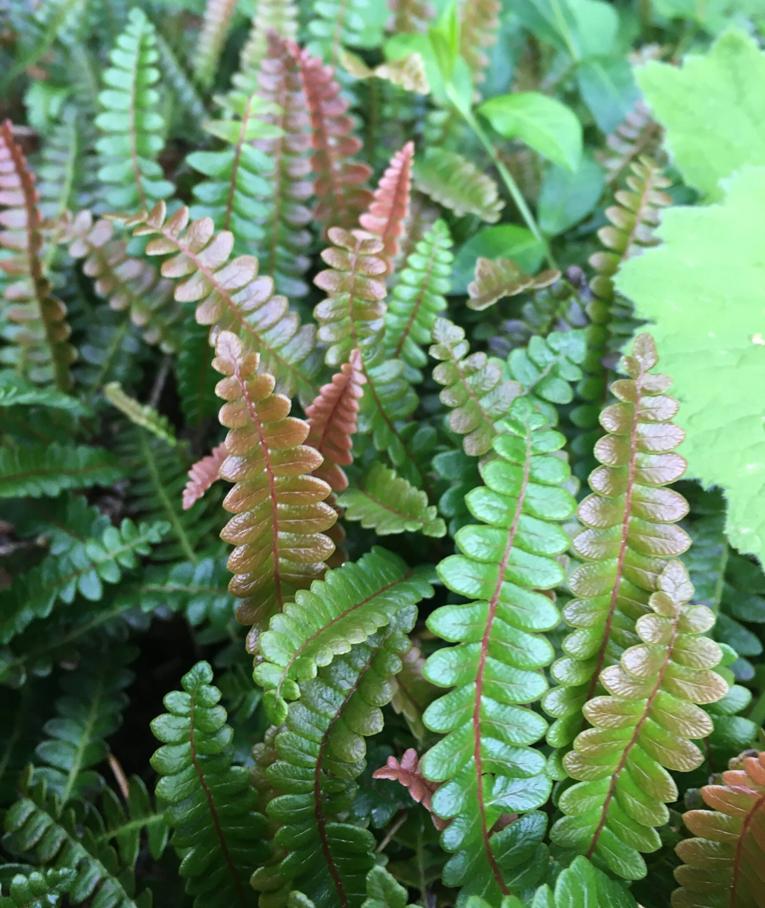 Ferns — Fancy Fronds Nursery