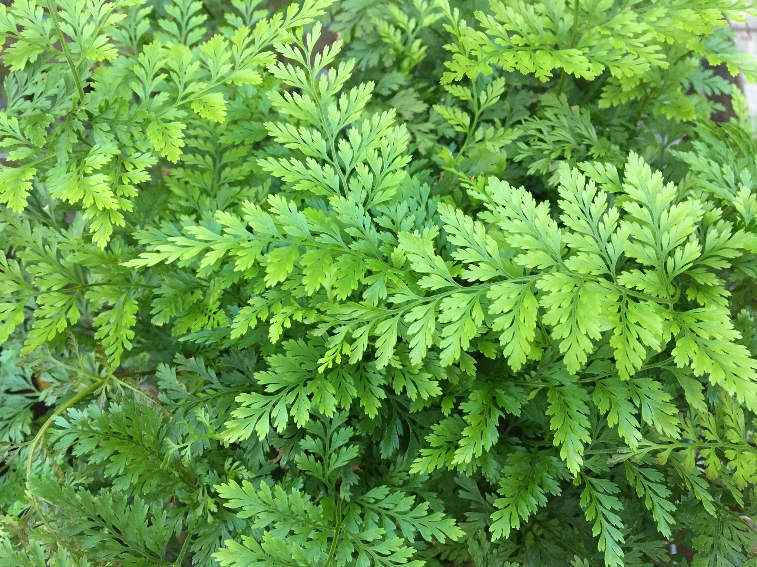 Ferns — Fancy Fronds Nursery