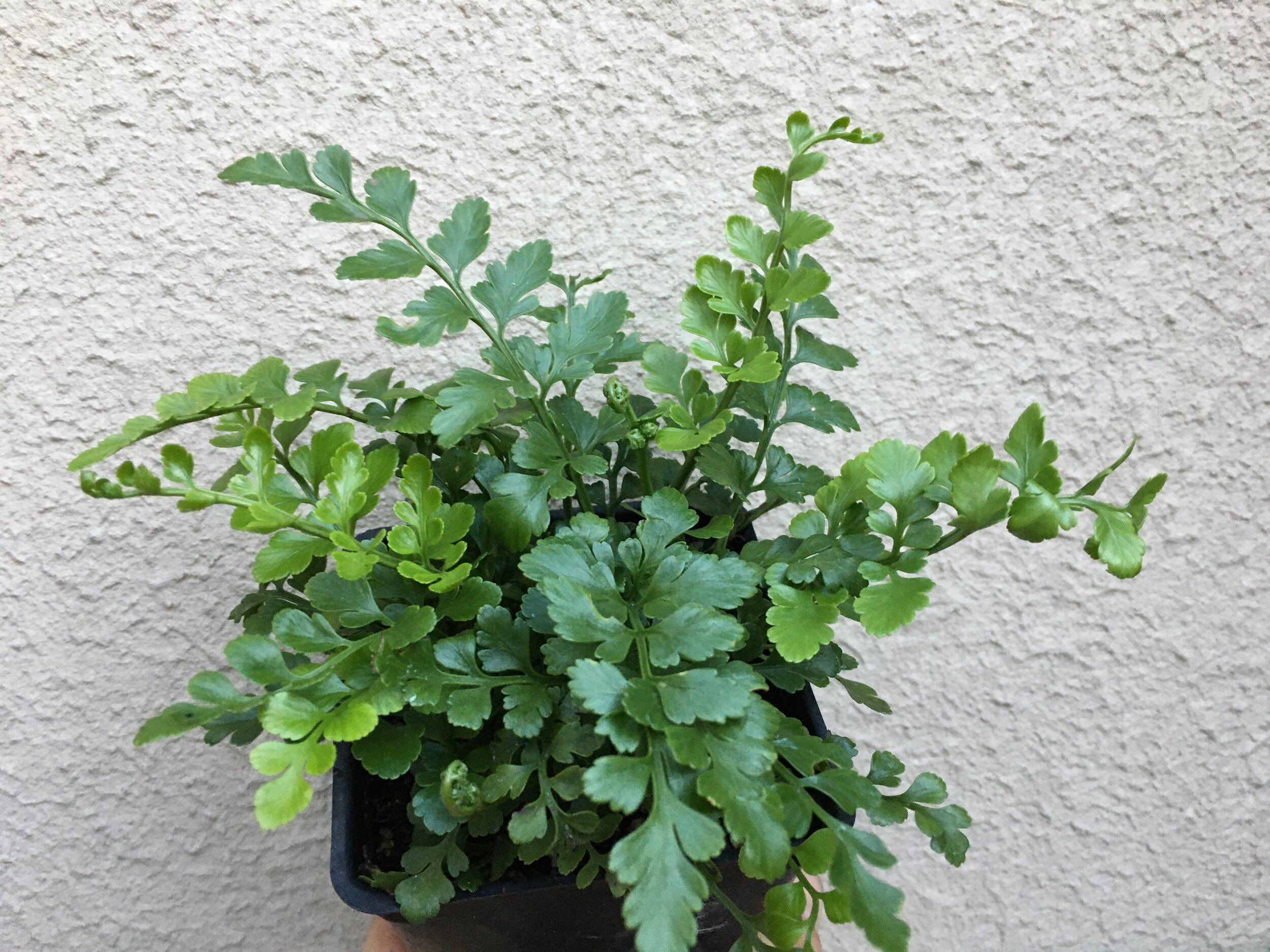 Ferns — Fancy Fronds Nursery