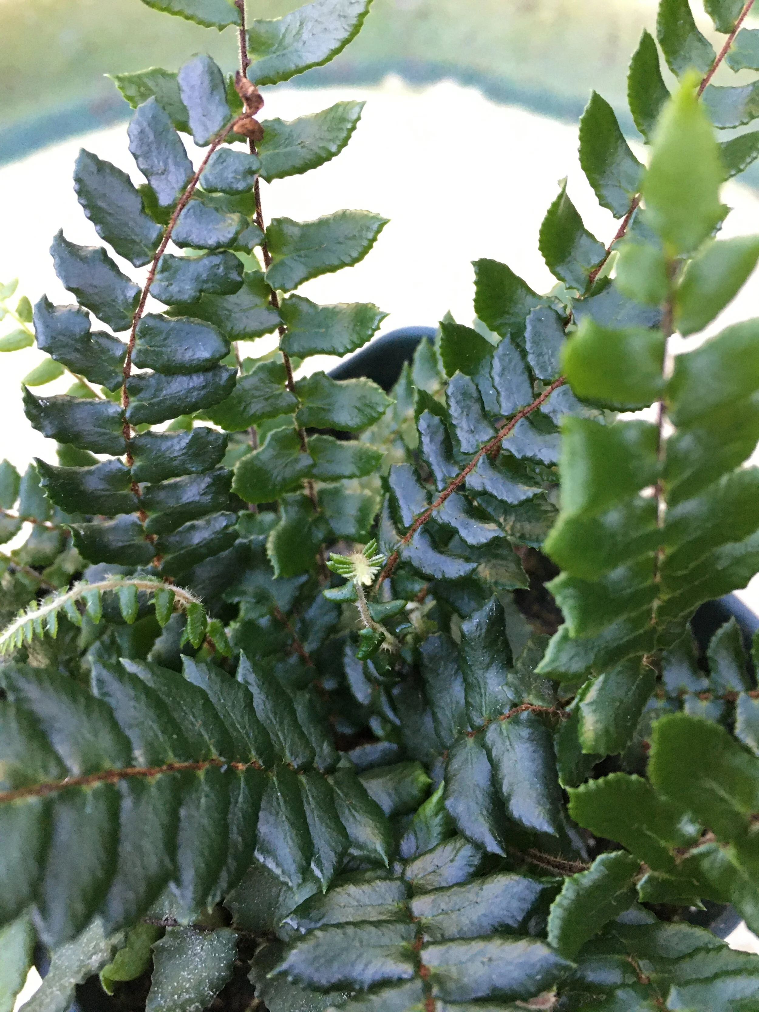 Ferns — Fancy Fronds Nursery