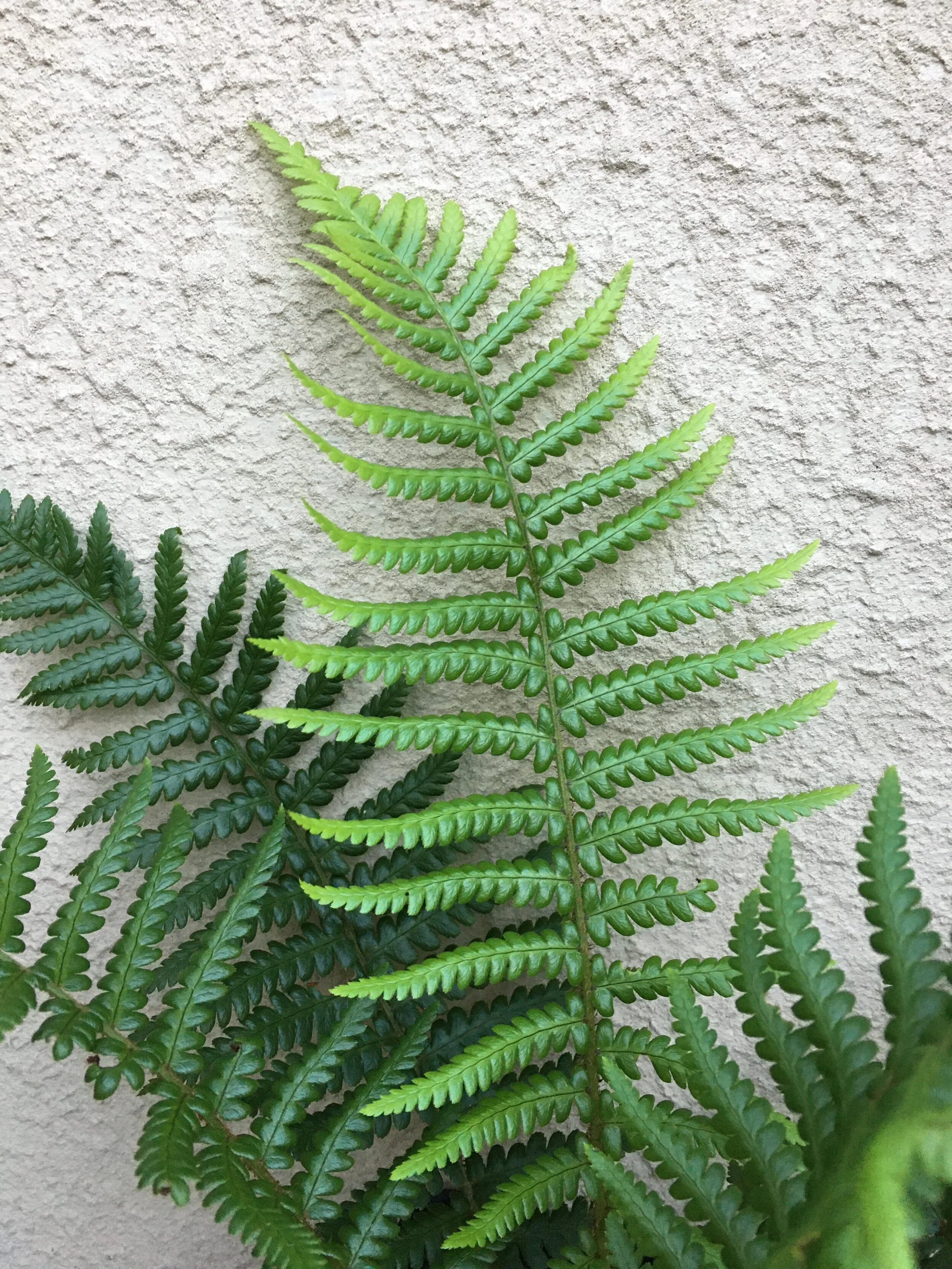 Ferns — Fancy Fronds Nursery