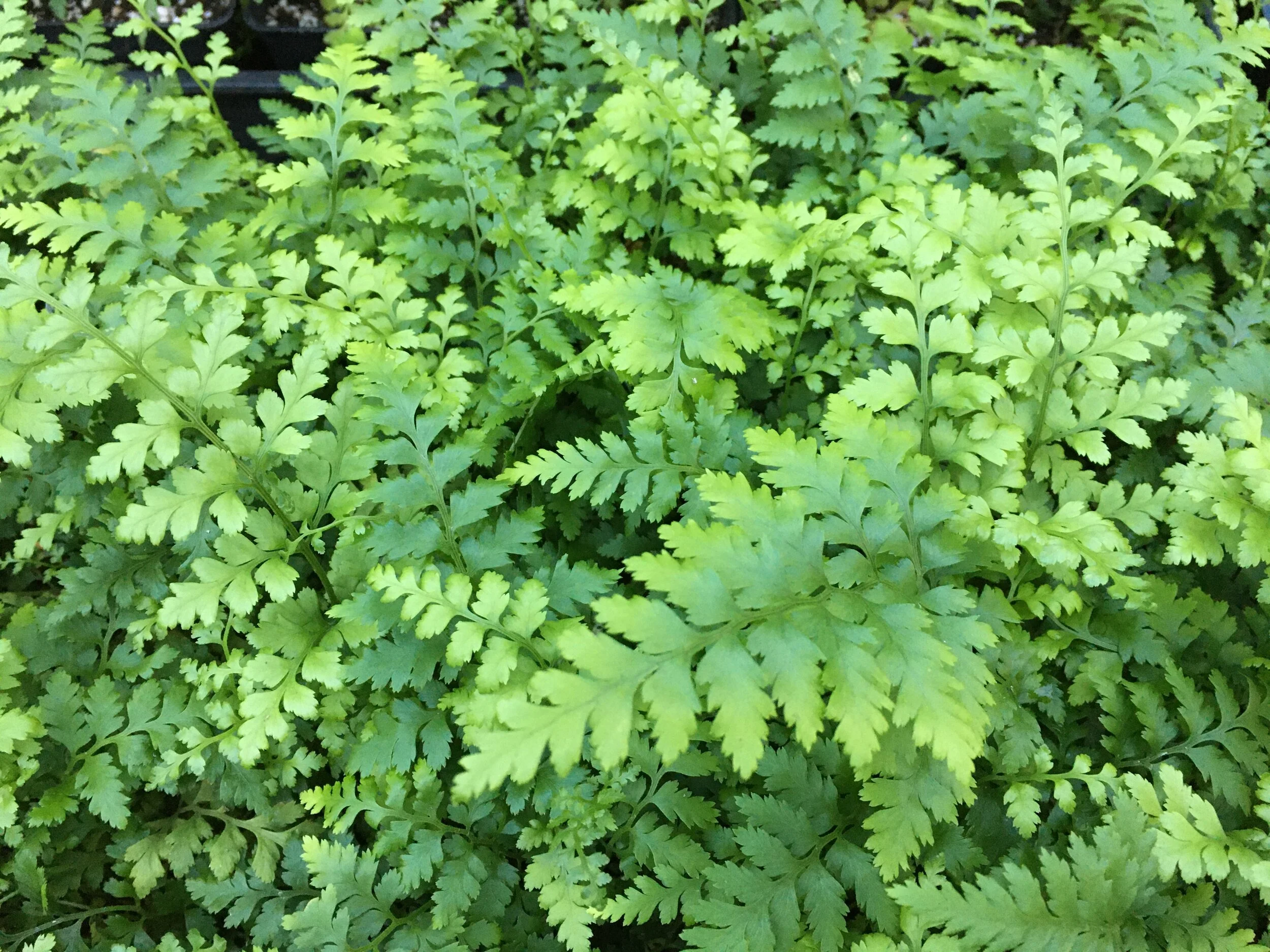 Ferns — Fancy Fronds Nursery